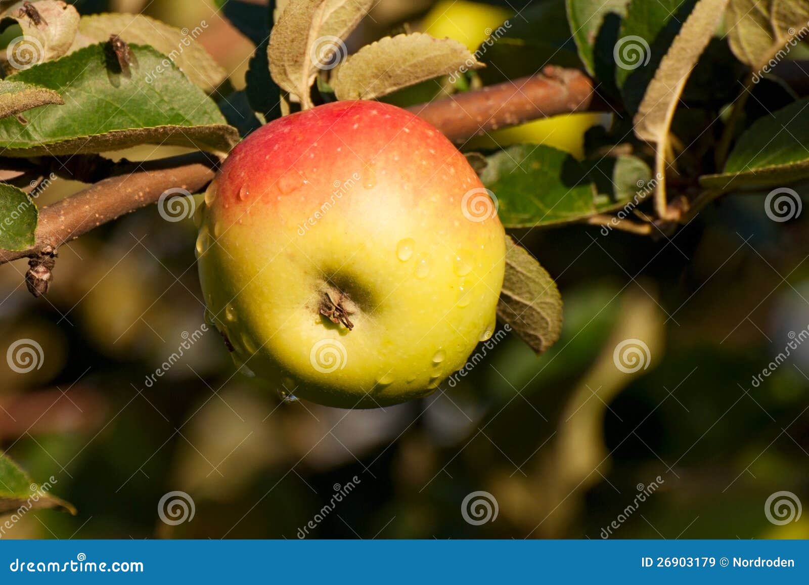 One Apple on the Branch of an Apple-tree Stock Image - Image of farm ...