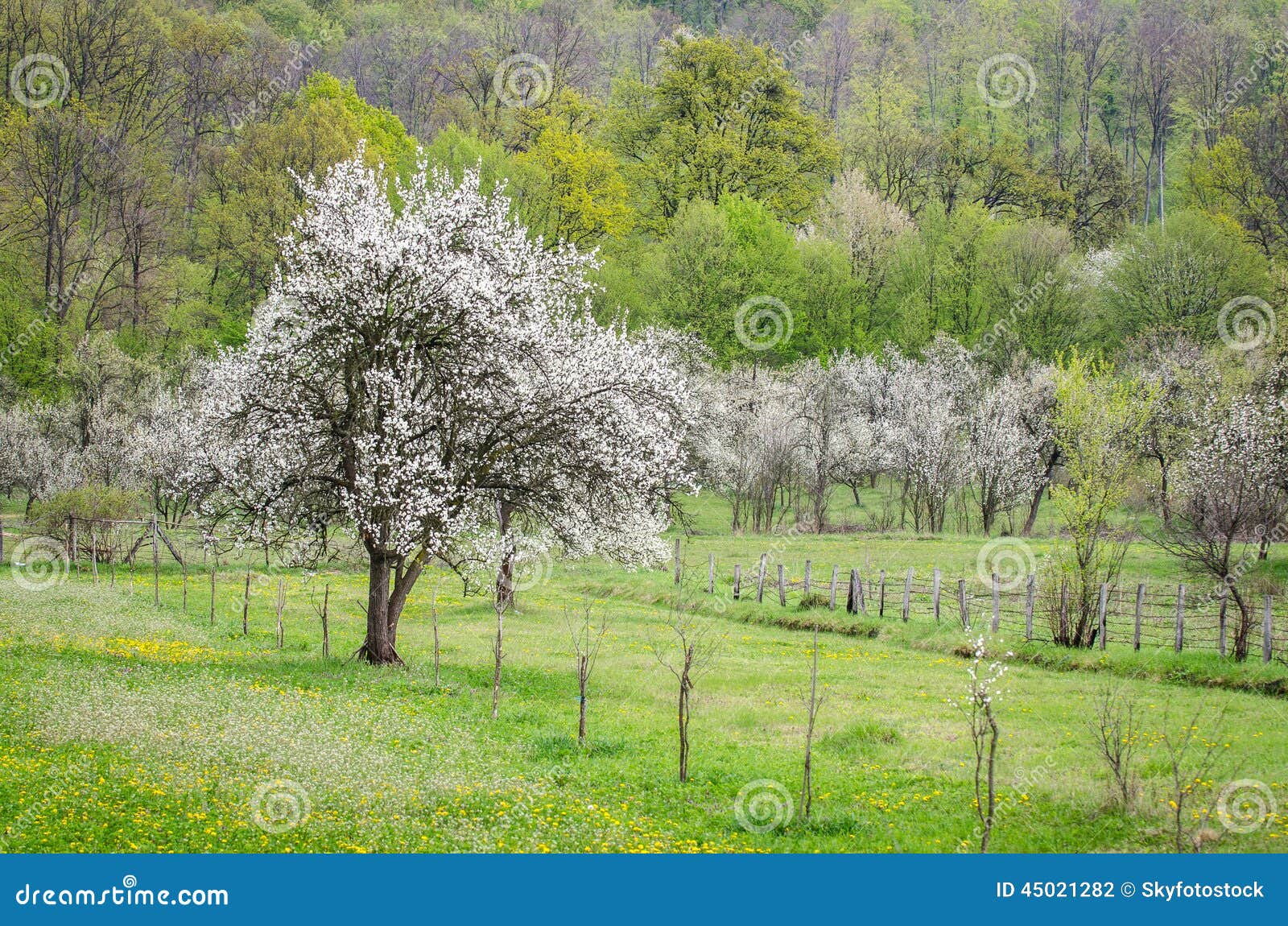 One apple tree in bloom stock photo. Image of flower - 45021282