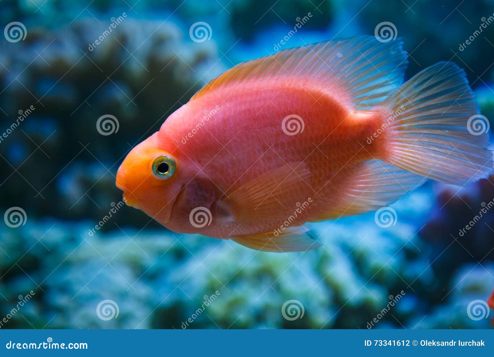 One Aquarium Fish Red Parrot Stock Photo - Image of water, fish: 73341612