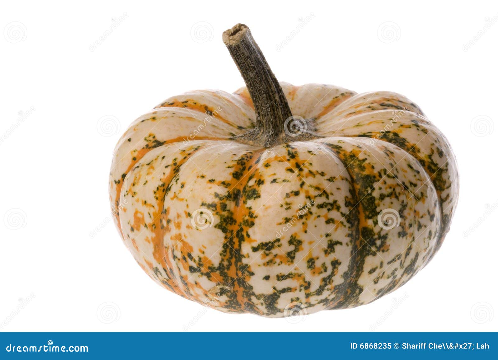 One Autumn Gourd stock image. Image of ornamental, fall - 6868235
