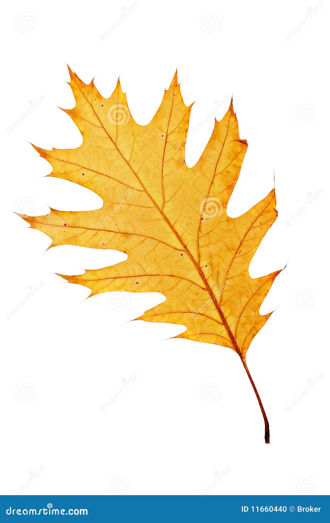 One autumn leaf stock photo. Image of leafy, background - 11660440