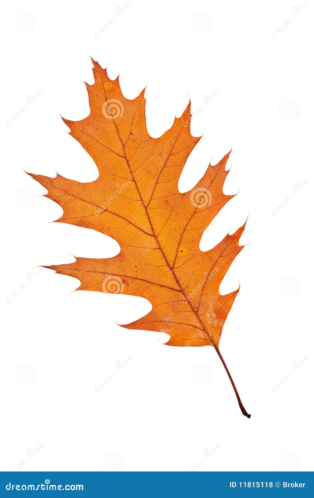 One autumn leaf stock photo. Image of maple, fall, orange - 11815118