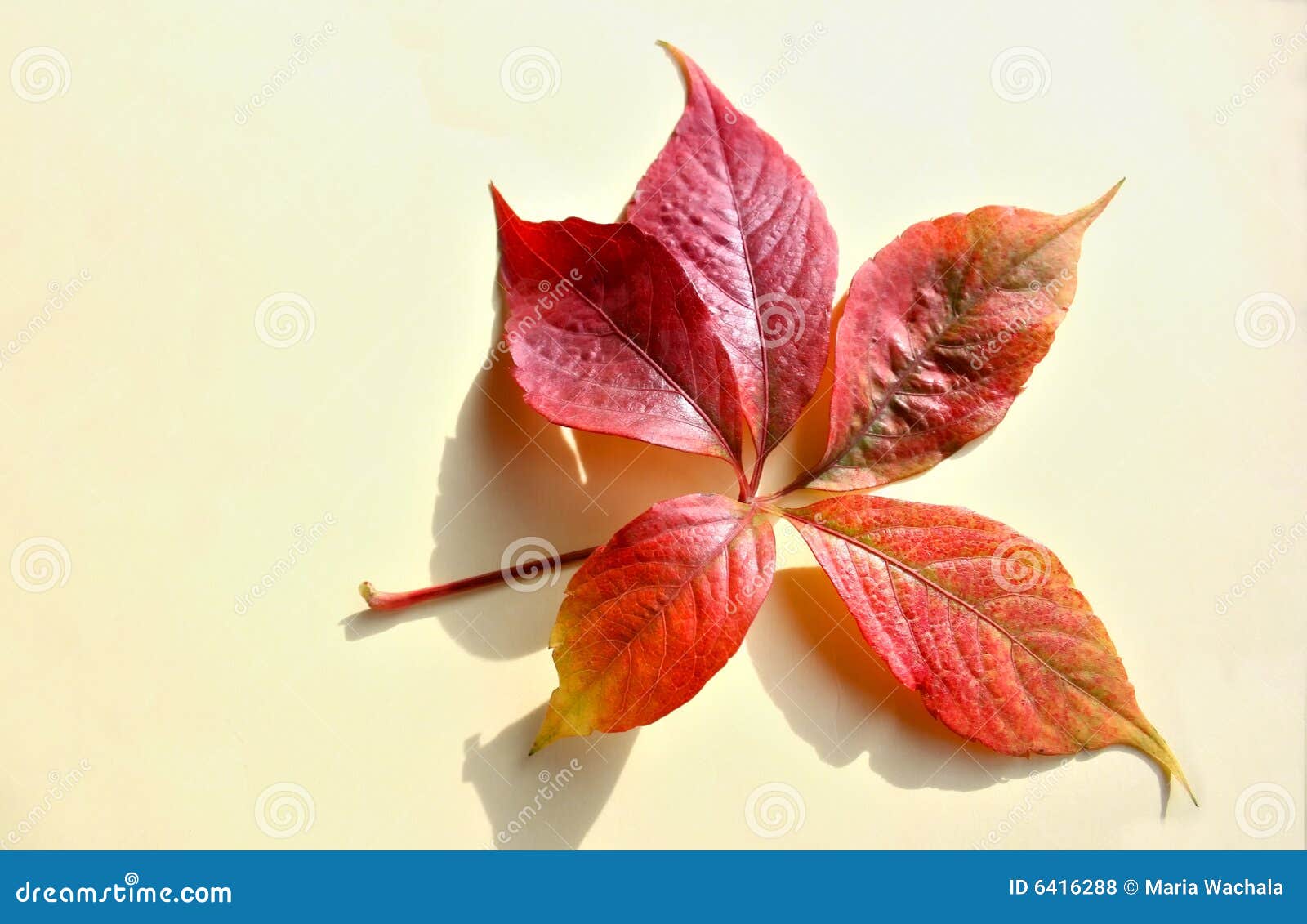 One Autumn Leaf Picture. Image: 6416288