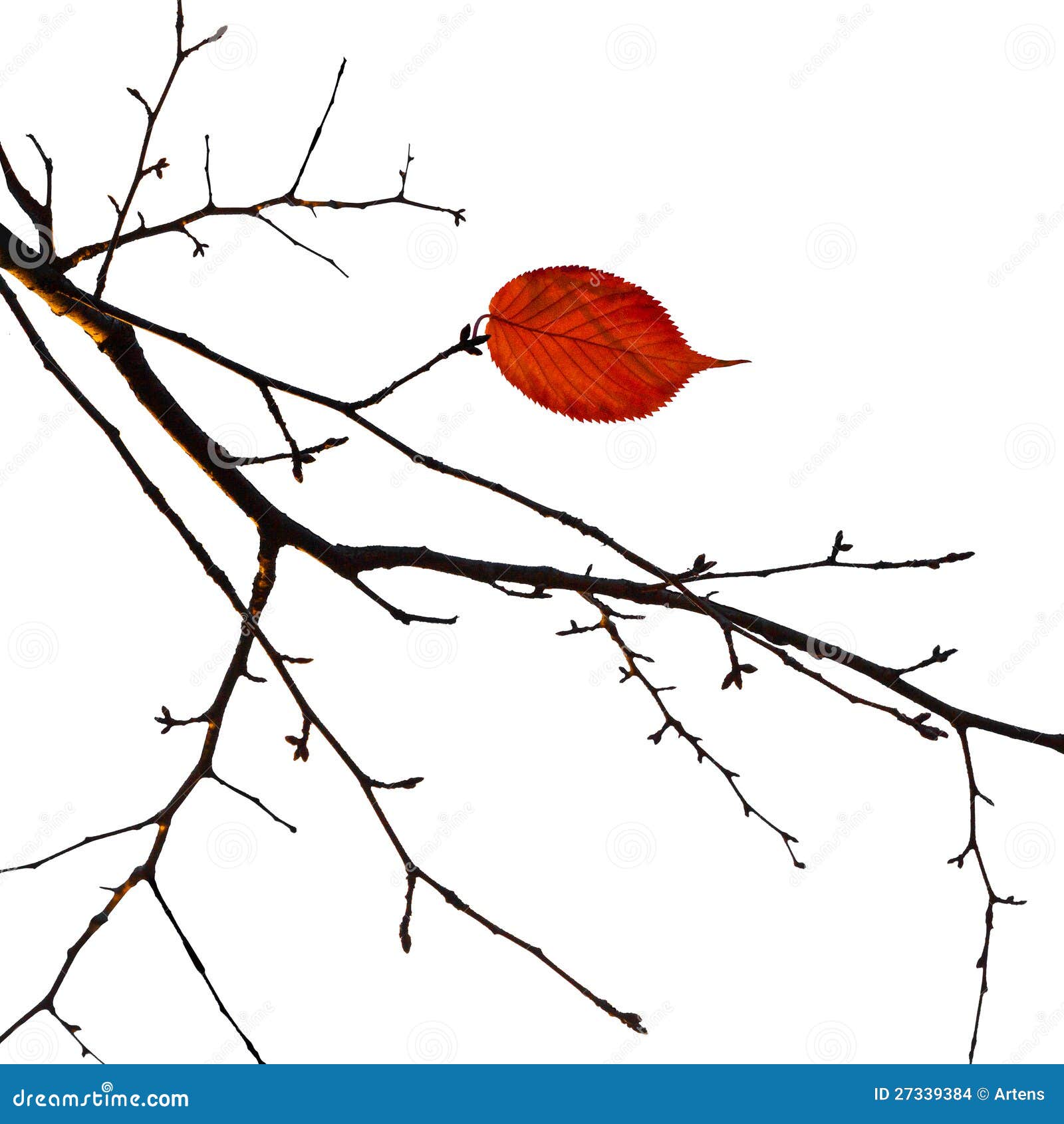 One Autumn Leaf on a Branch. White Background. Stock Photo - Image of ...