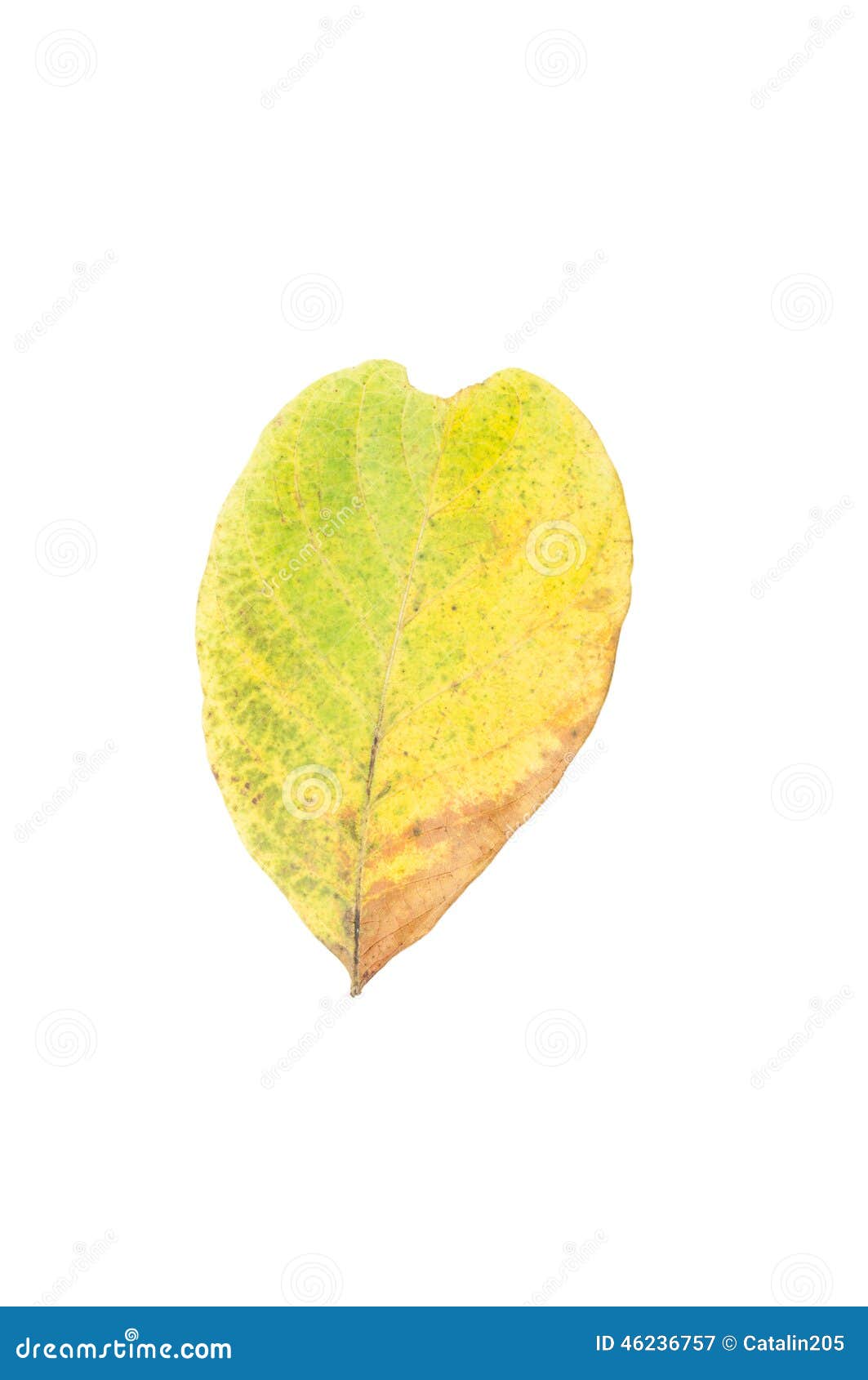 One autumn leaf stock image. Image of leaf, isolated - 46236757