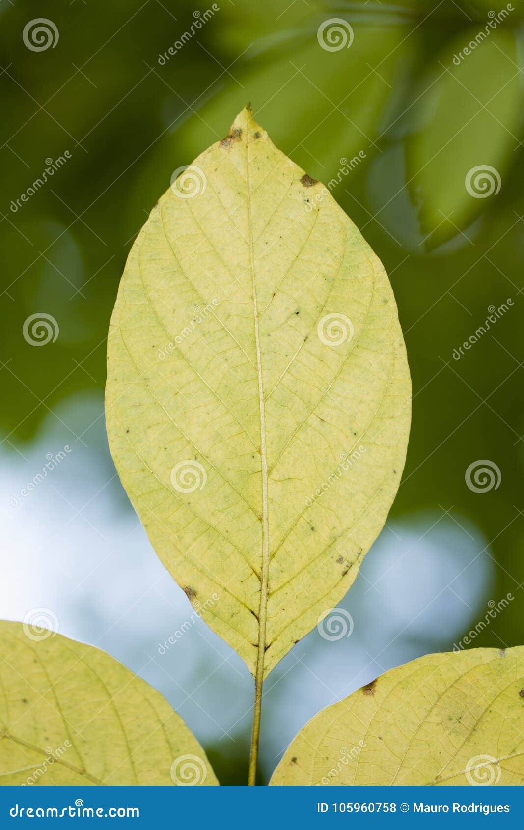 One Autumn Leaf in the Tree Stock Photo - Image of forest, season ...