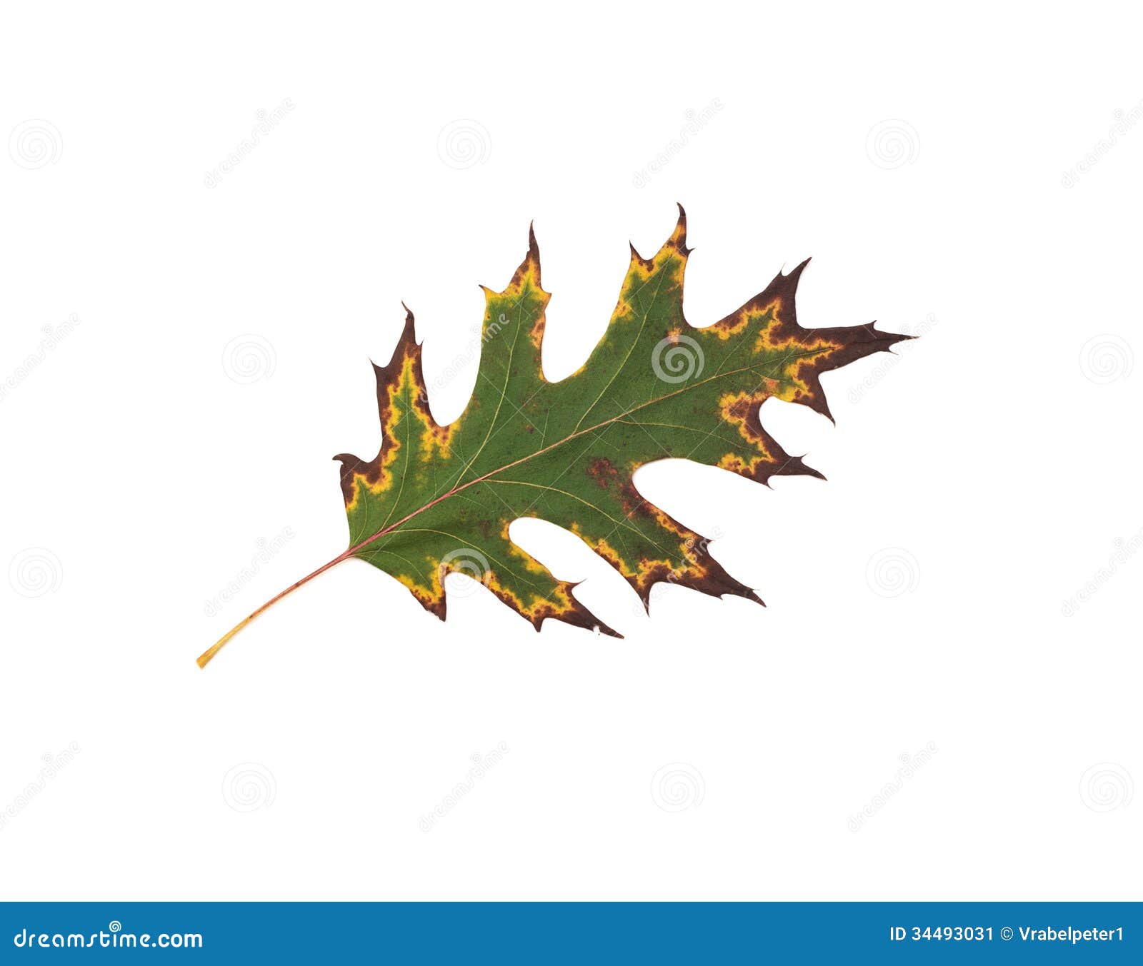 One autumn leaf stock image. Image of autumn, natural - 34493031