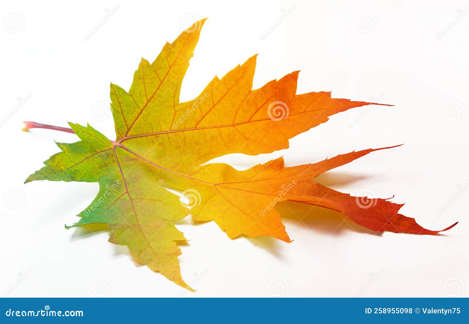 One Autumn Maple Leaf with Rainbow Colors Isolated on White Background ...