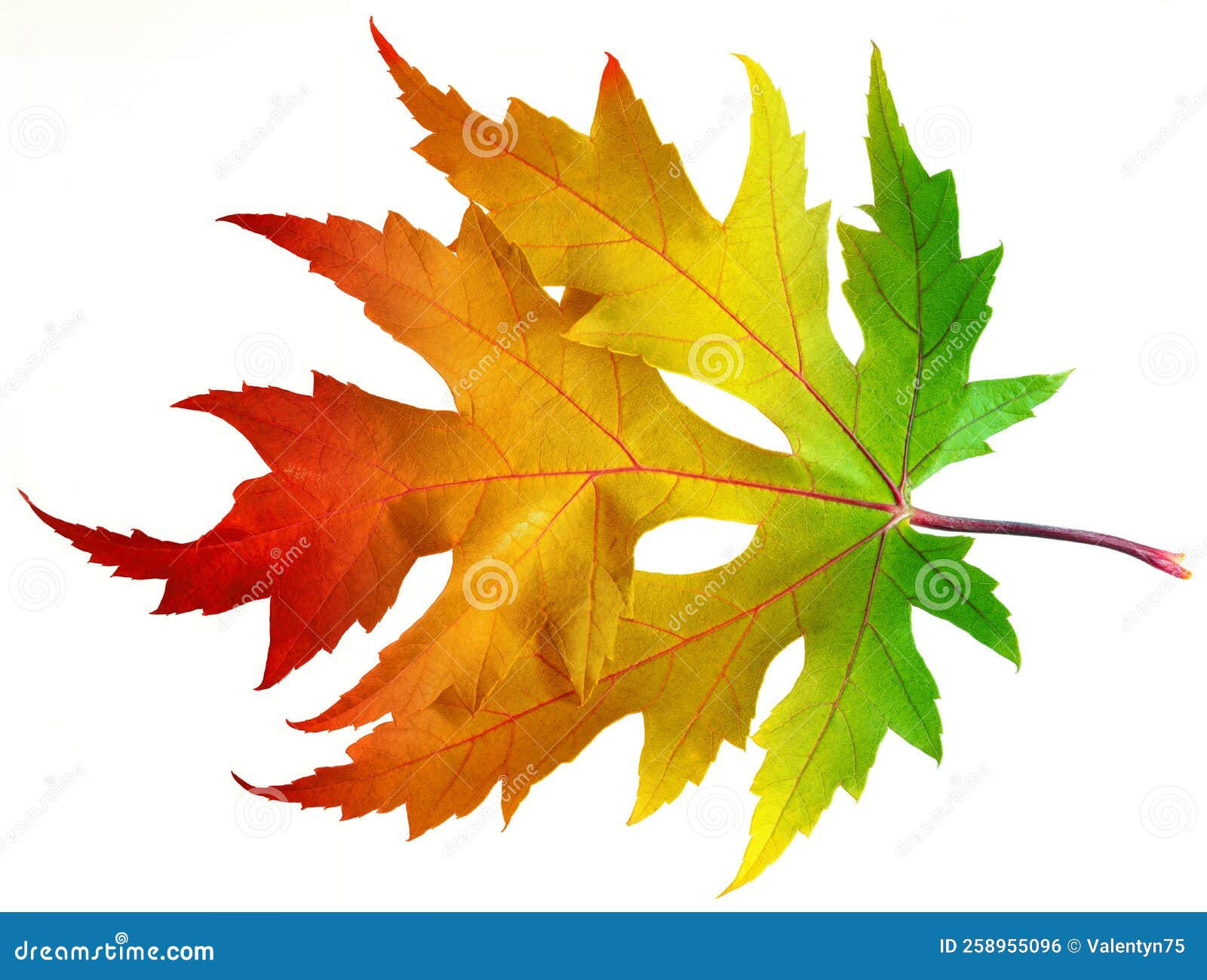 One Autumn Maple Leaf with Rainbow Colors Isolated on White Background ...