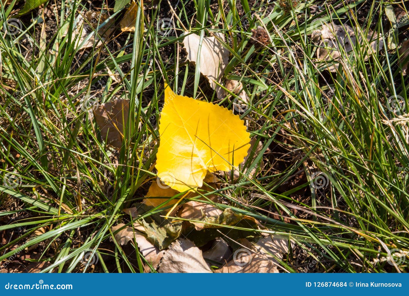 One autumn yellow leaf stock photo. Image of brown, closeup - 126874684