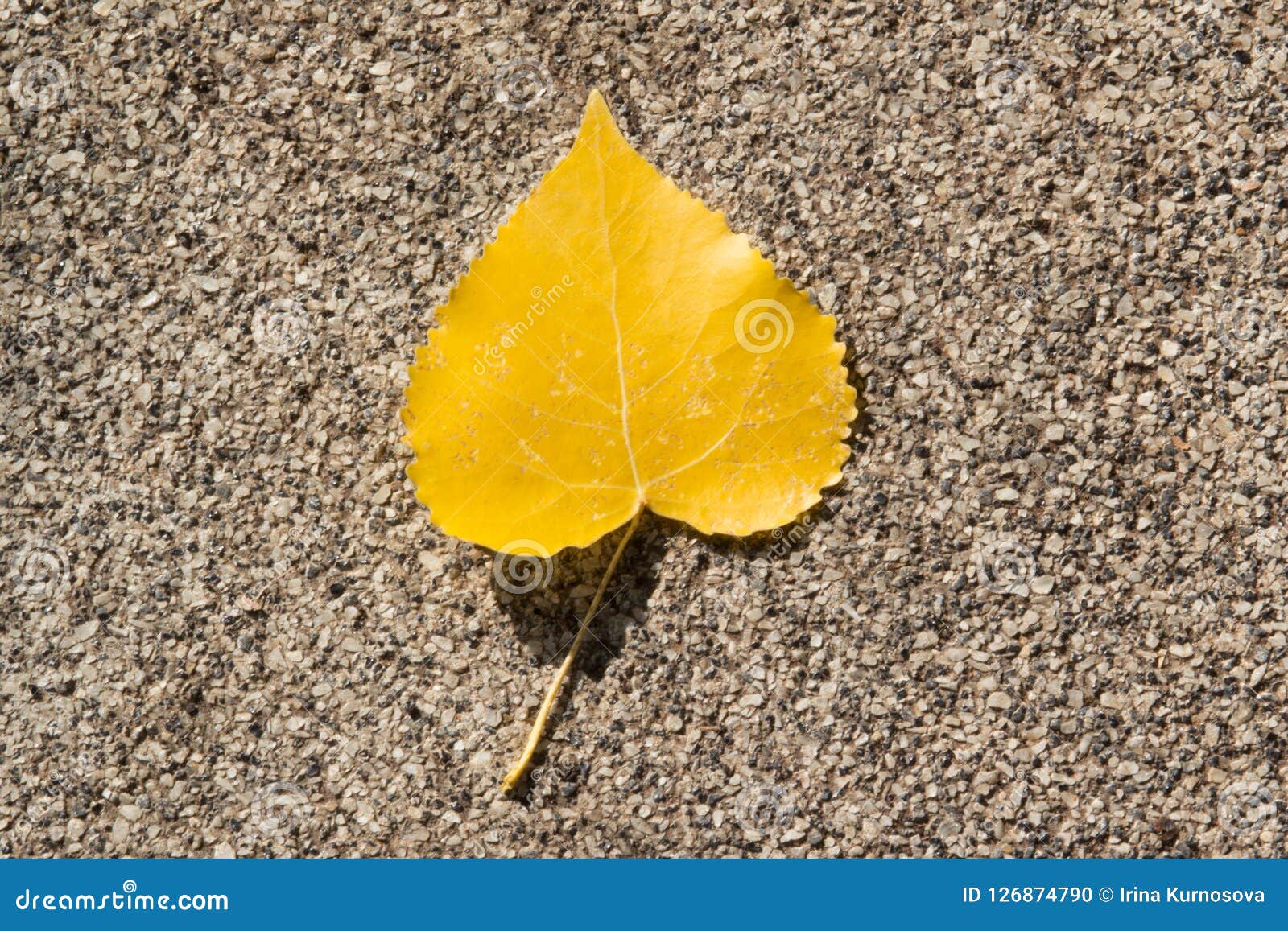 One autumn yellow leaf stock photo. Image of leaves - 126874790