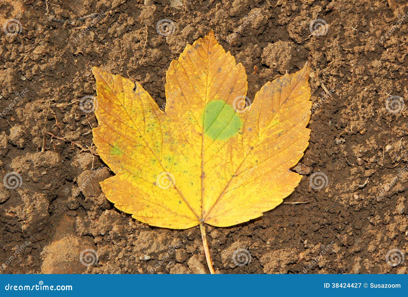 One Autumnal Maple Leaf on the Soil Stock Image - Image of form, color ...
