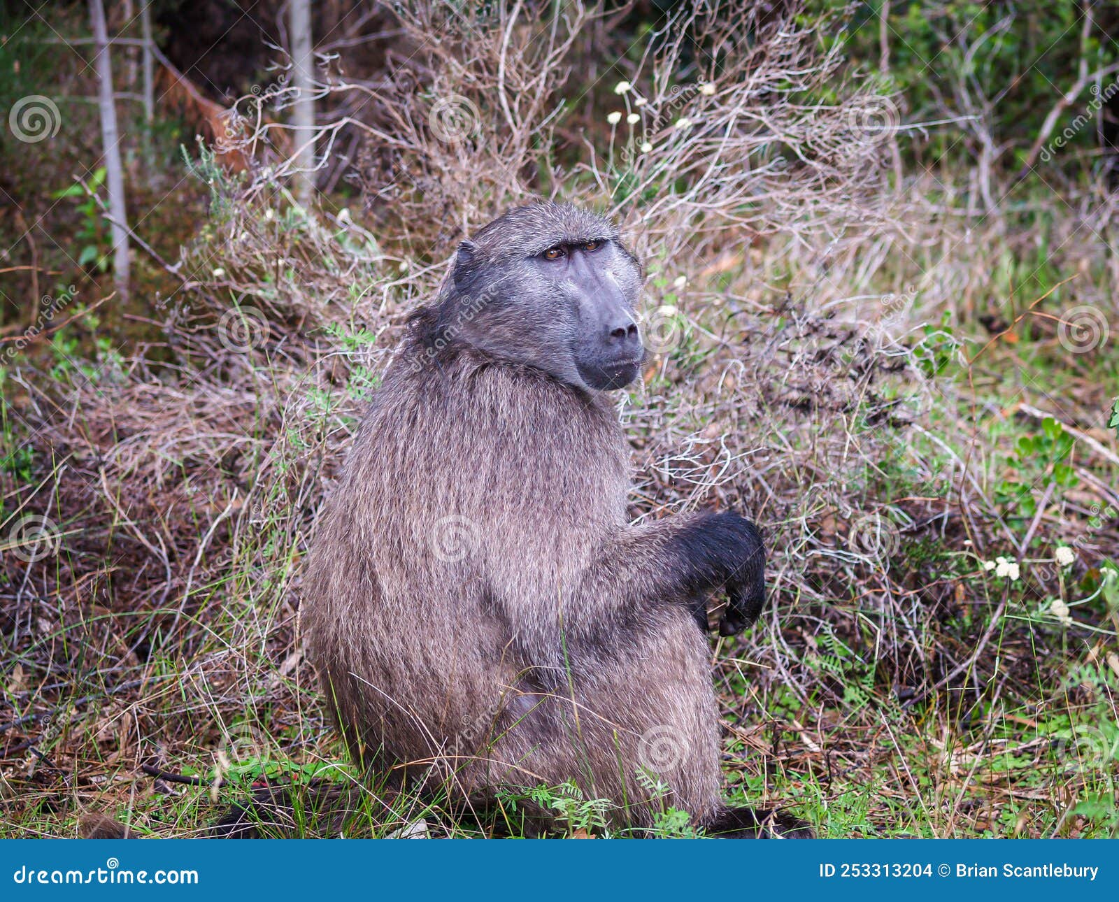 One baboon in wild stock photo. Image of jungle, mammal - 253313204