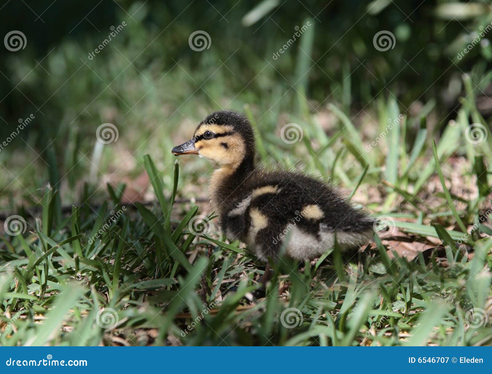 One baby duck stock image. Image of duck, nature, water - 6546707