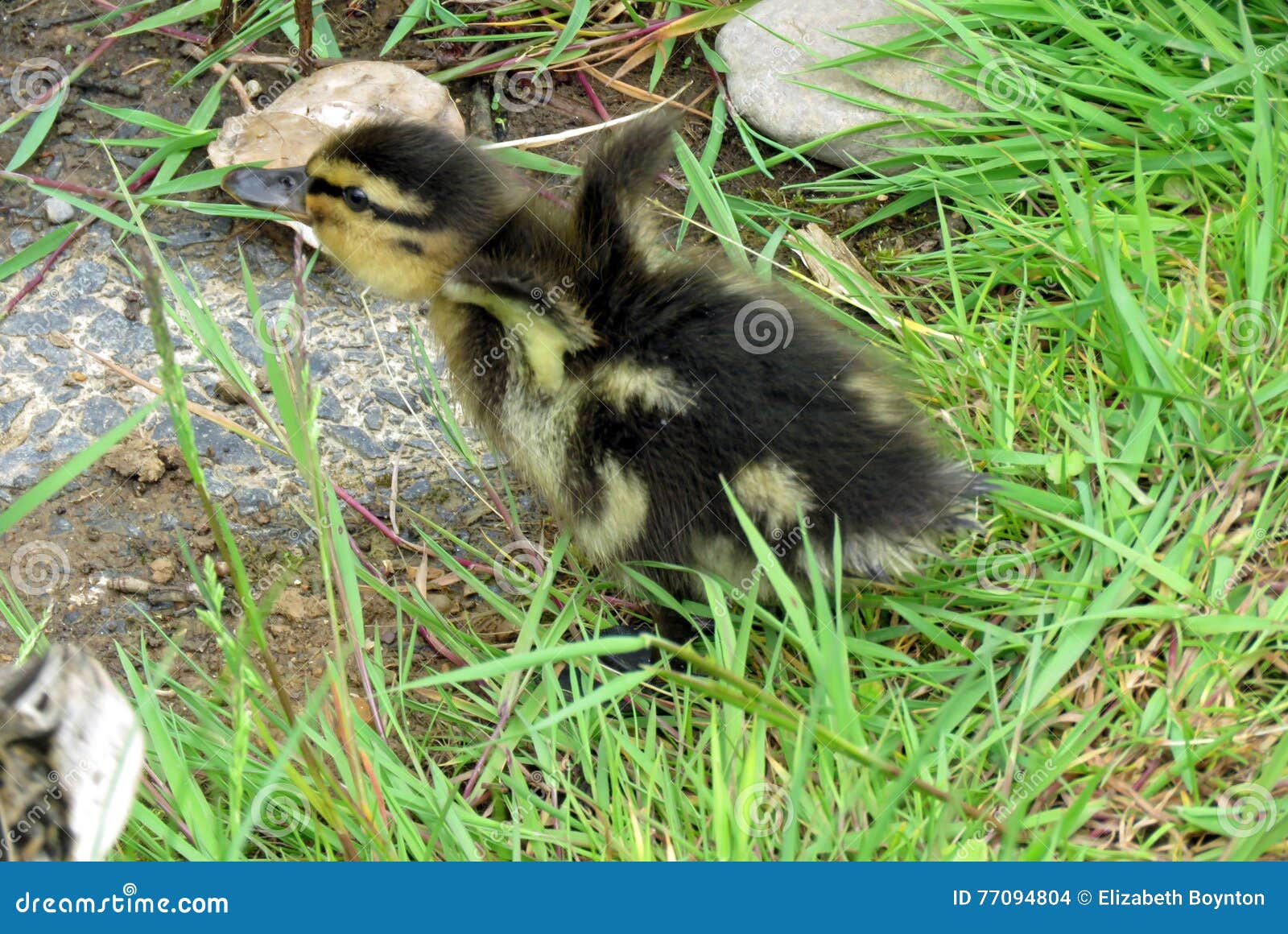 One baby duckling stock photo. Image of animal, spring - 77094804