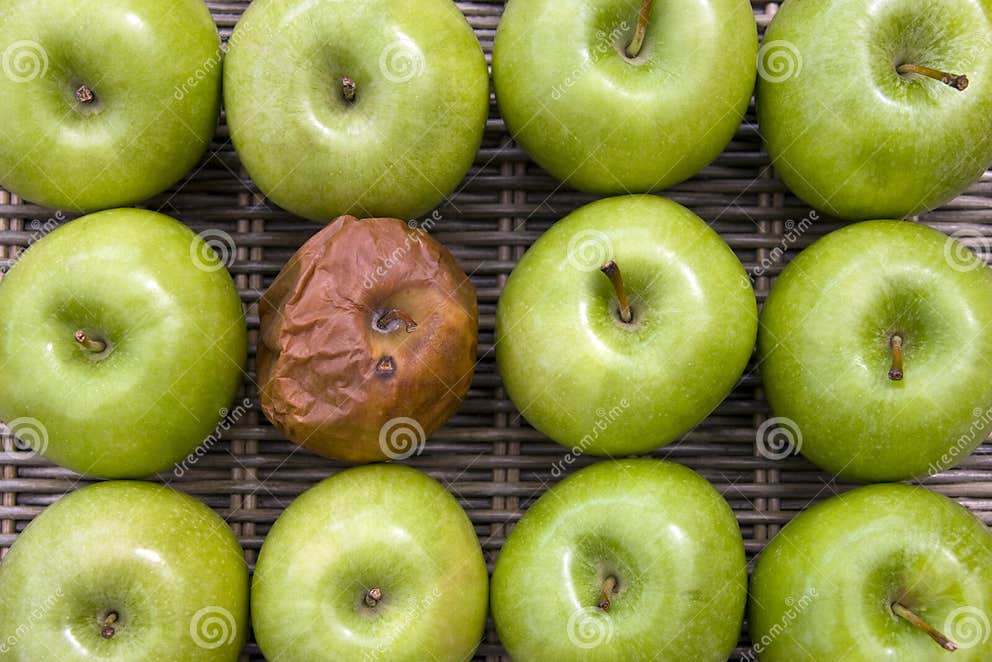 One bad apple stock photo. Image of conceptual, metaphor - 168449702
