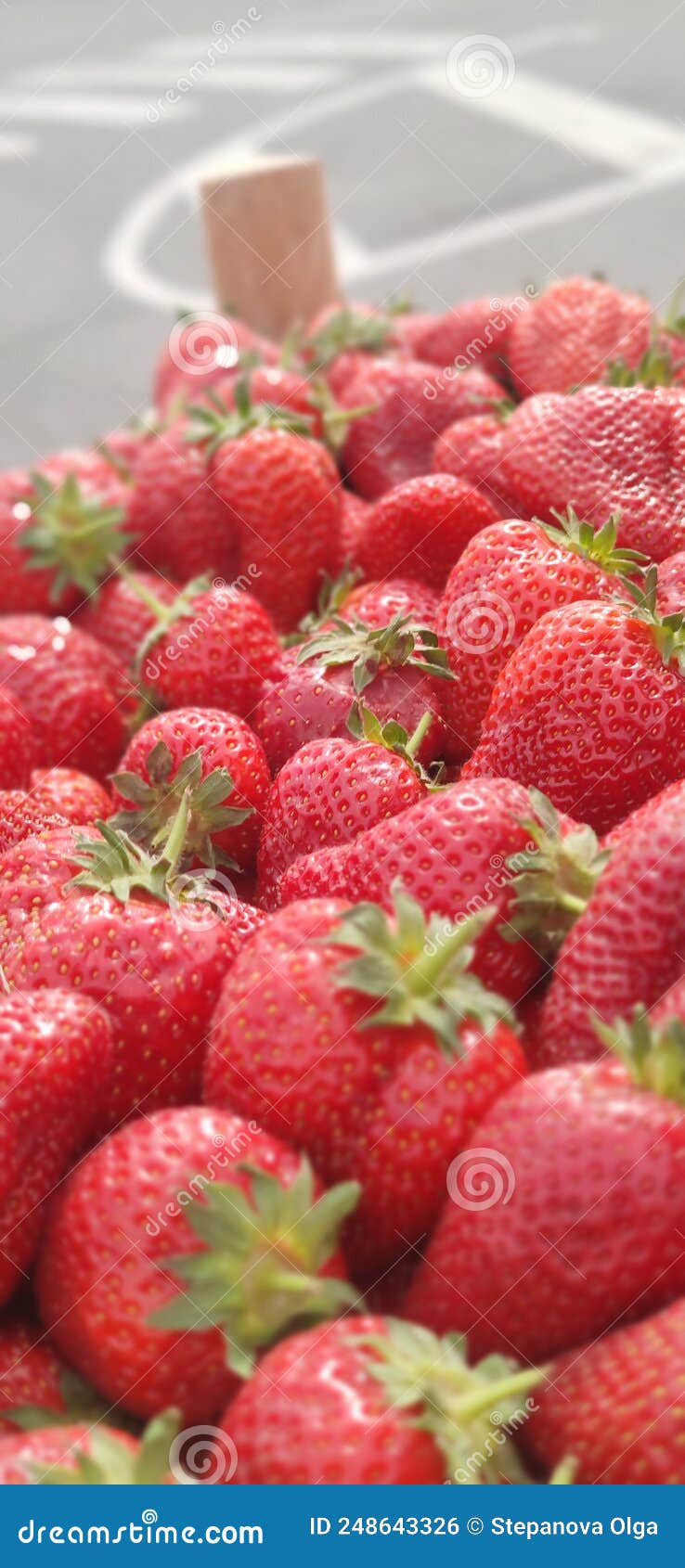 One bad strawberry stock photo. Image of vegetable, flower - 248643326