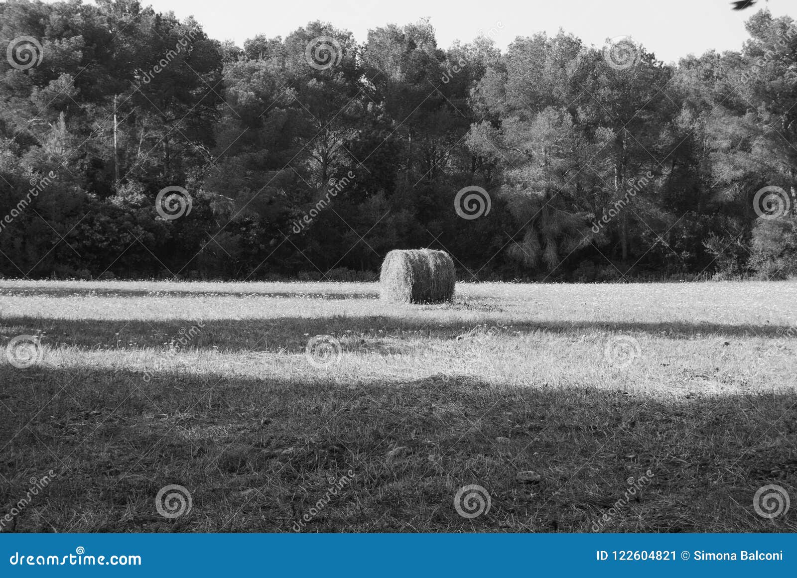One bale of hay stock image. Image of cultivation, shadow - 122604821