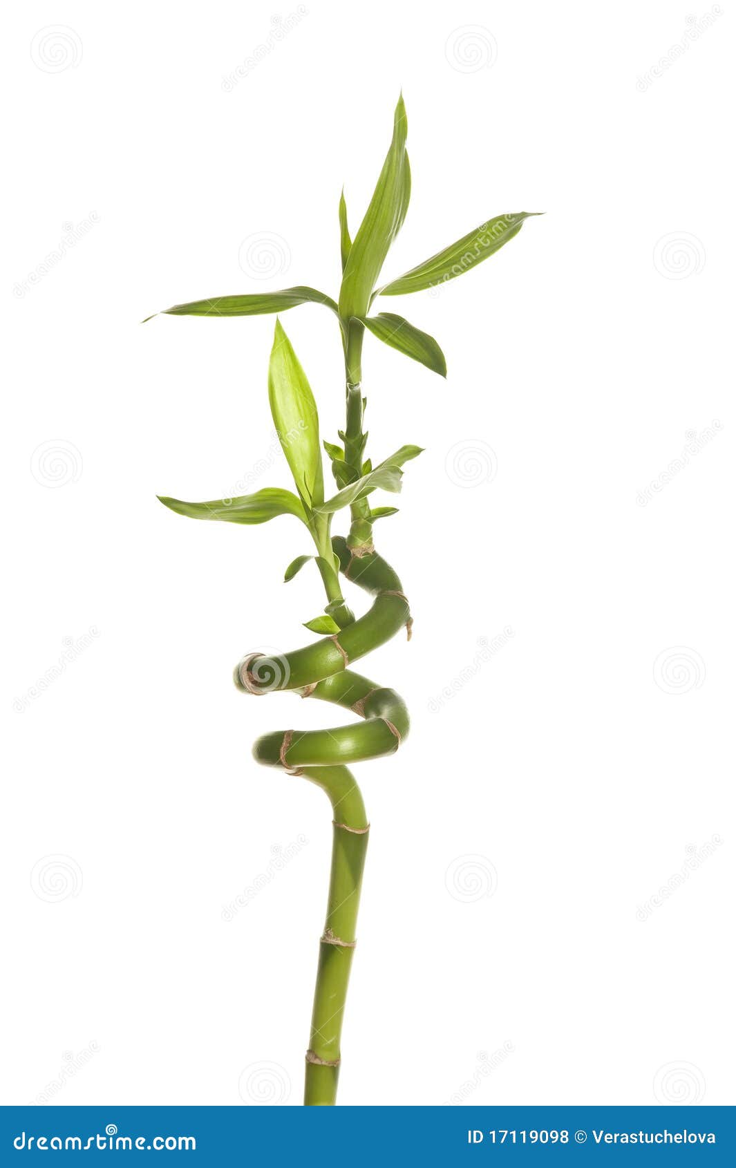 One bamboo plant stock photo. Image of decorative, ornamental - 17119098