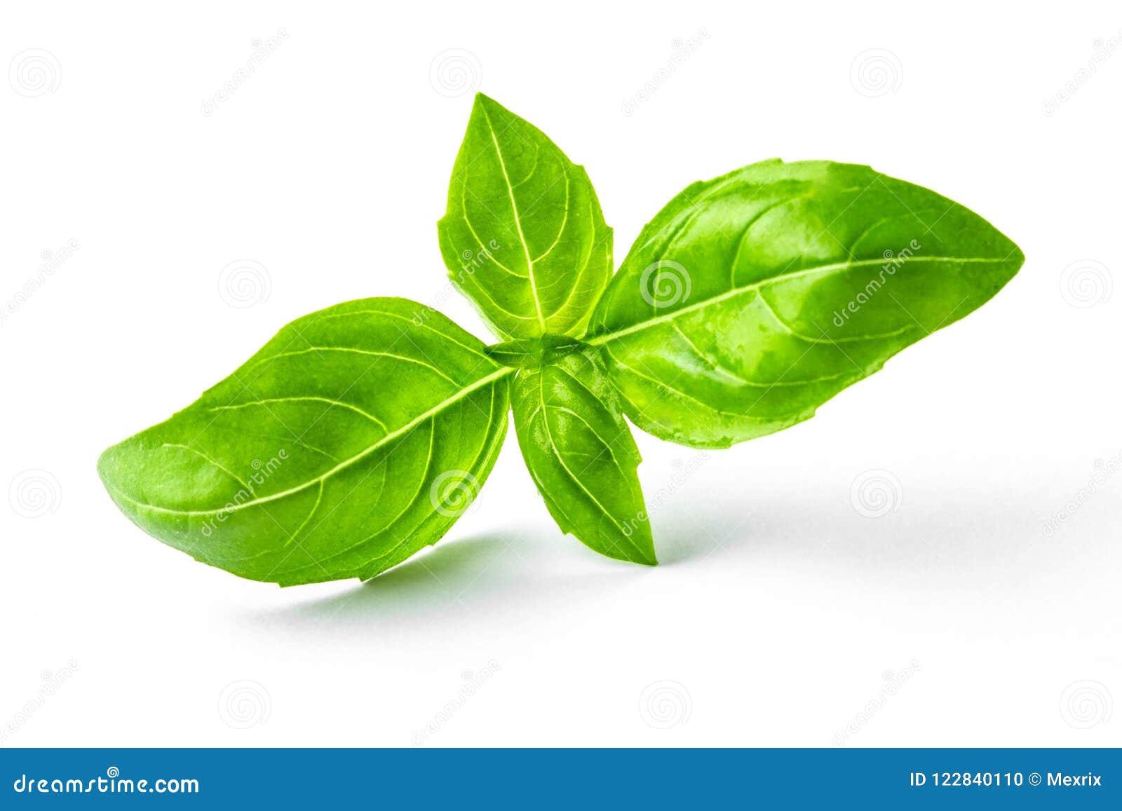 One basil fresh branch stock photo. Image of growth - 122840110