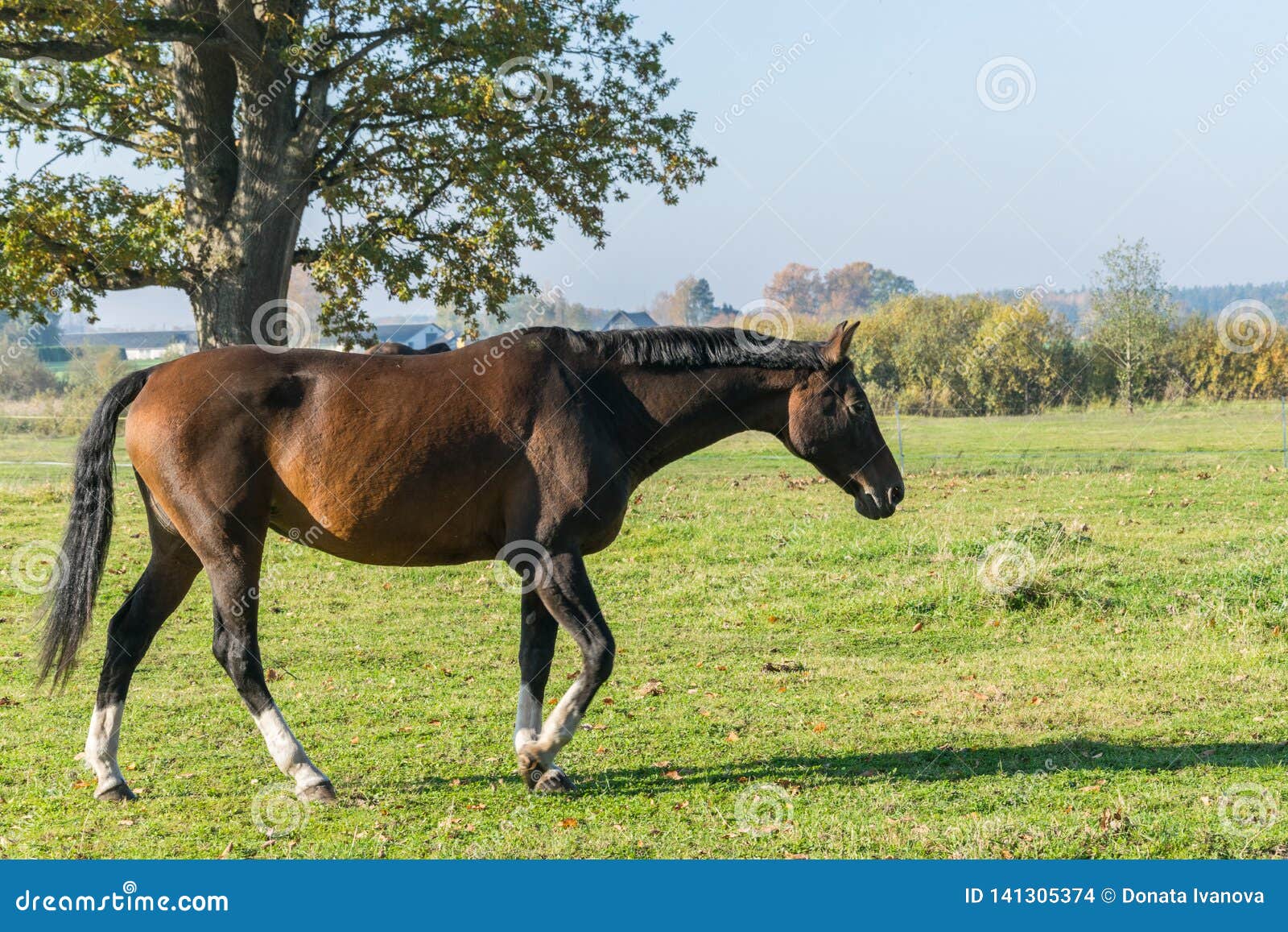 Here's a horse.. her name is Eva : r/DigitalPainting