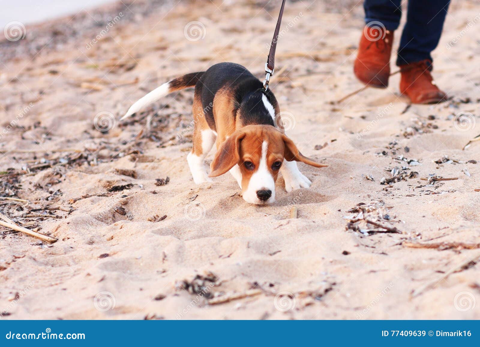 One Beagle Puppy Playing on Beach Stock Image - Image of canine, beach ...
