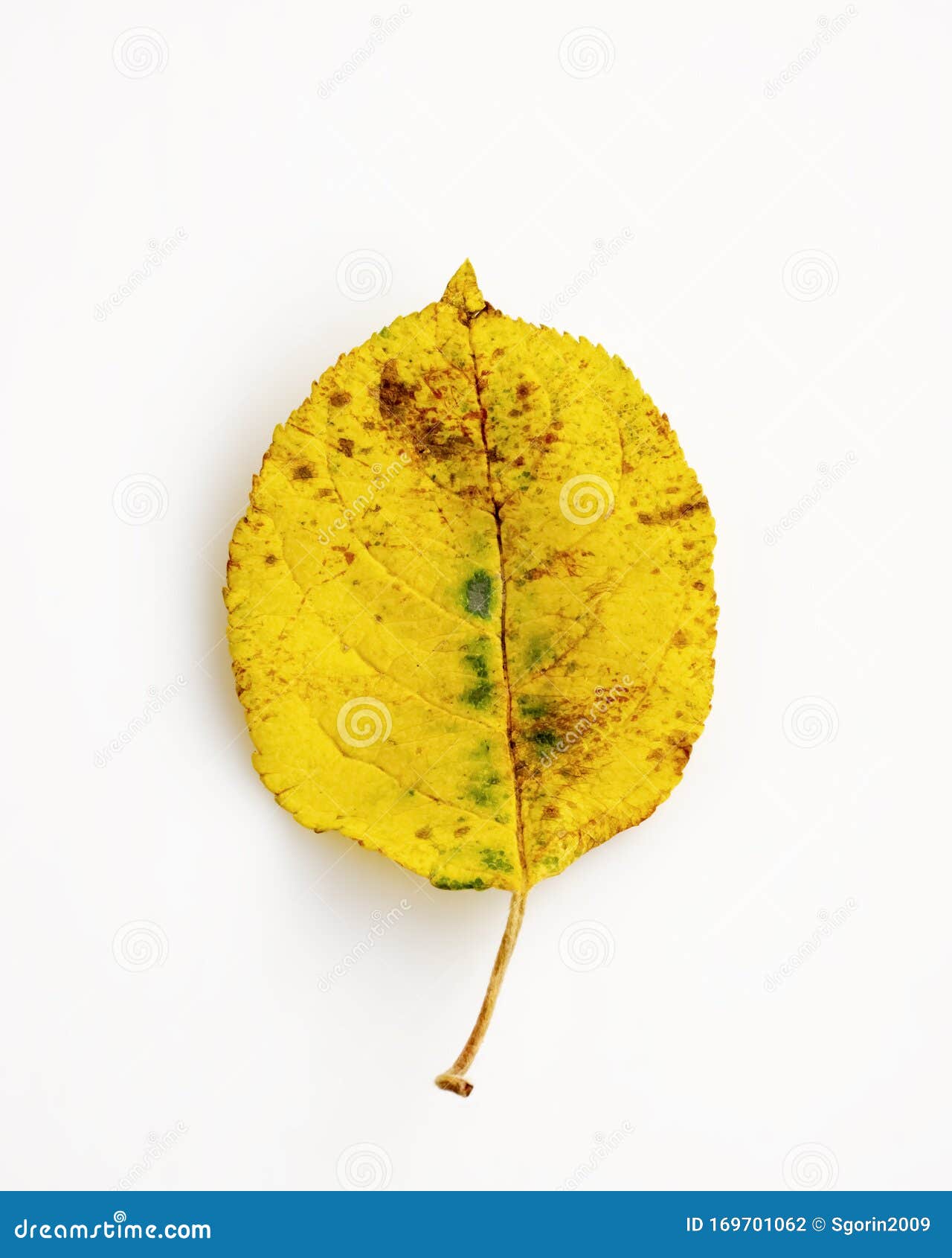 One Beautiful Autumn Leaf of Apple Tree on White Stock Photo - Image of ...