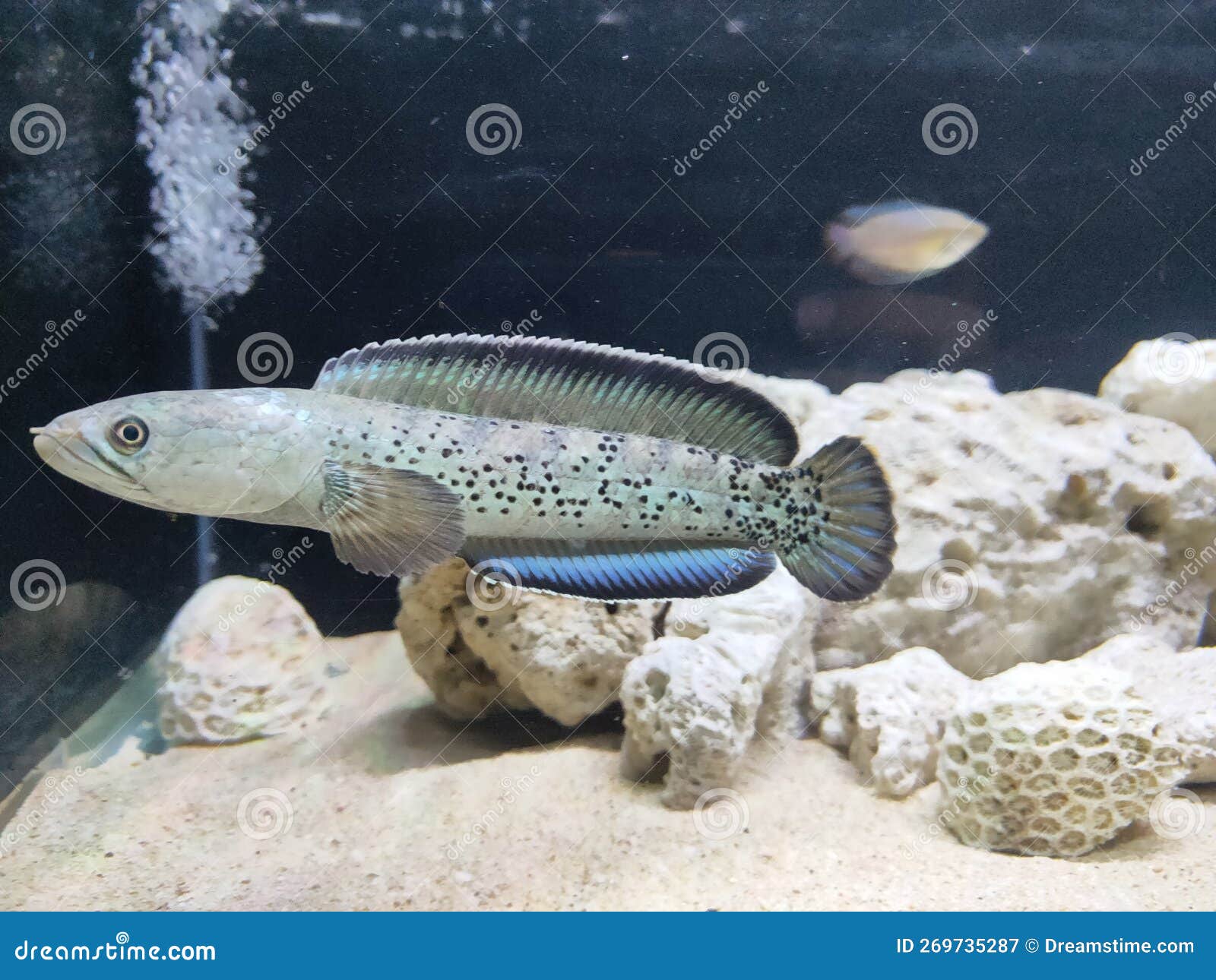 One of the Beautiful Channa Fish Stock Image - Image of fish, channa ...