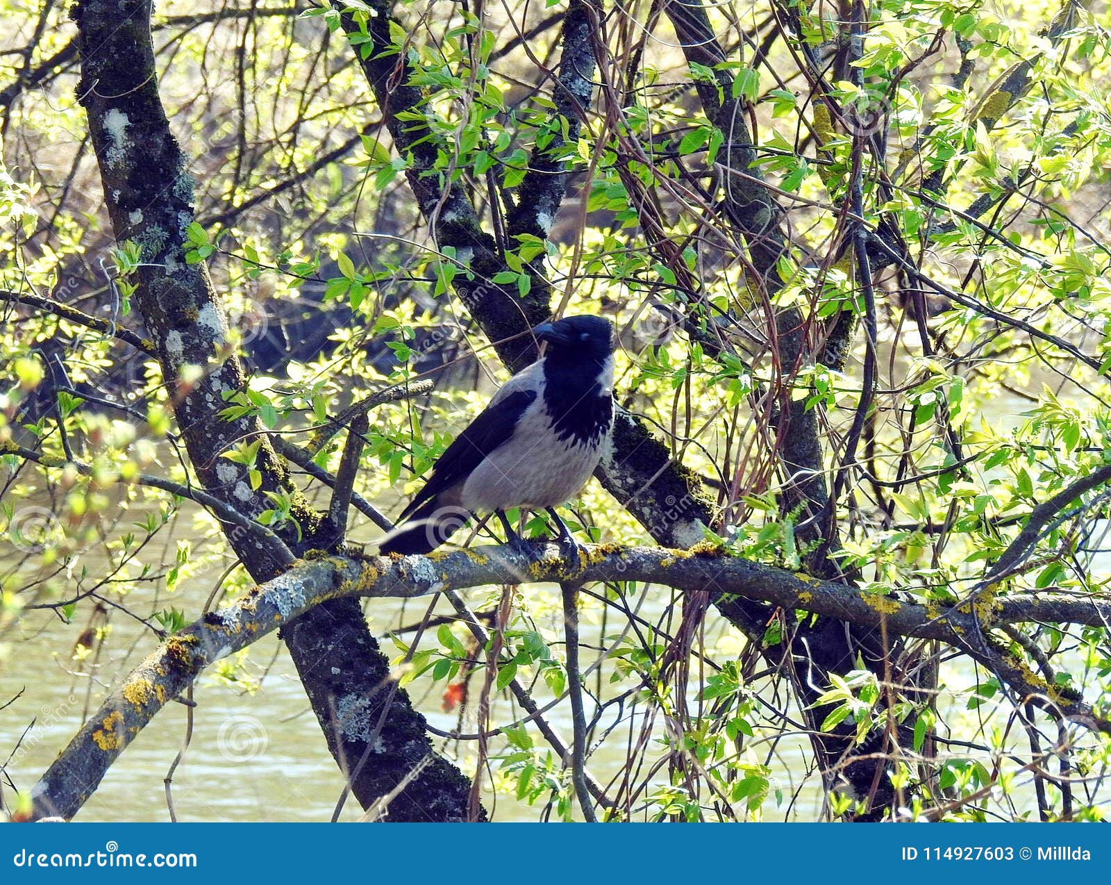 Crow Bird on Tree Branch, Lithuania Stock Image - Image of body, plant ...