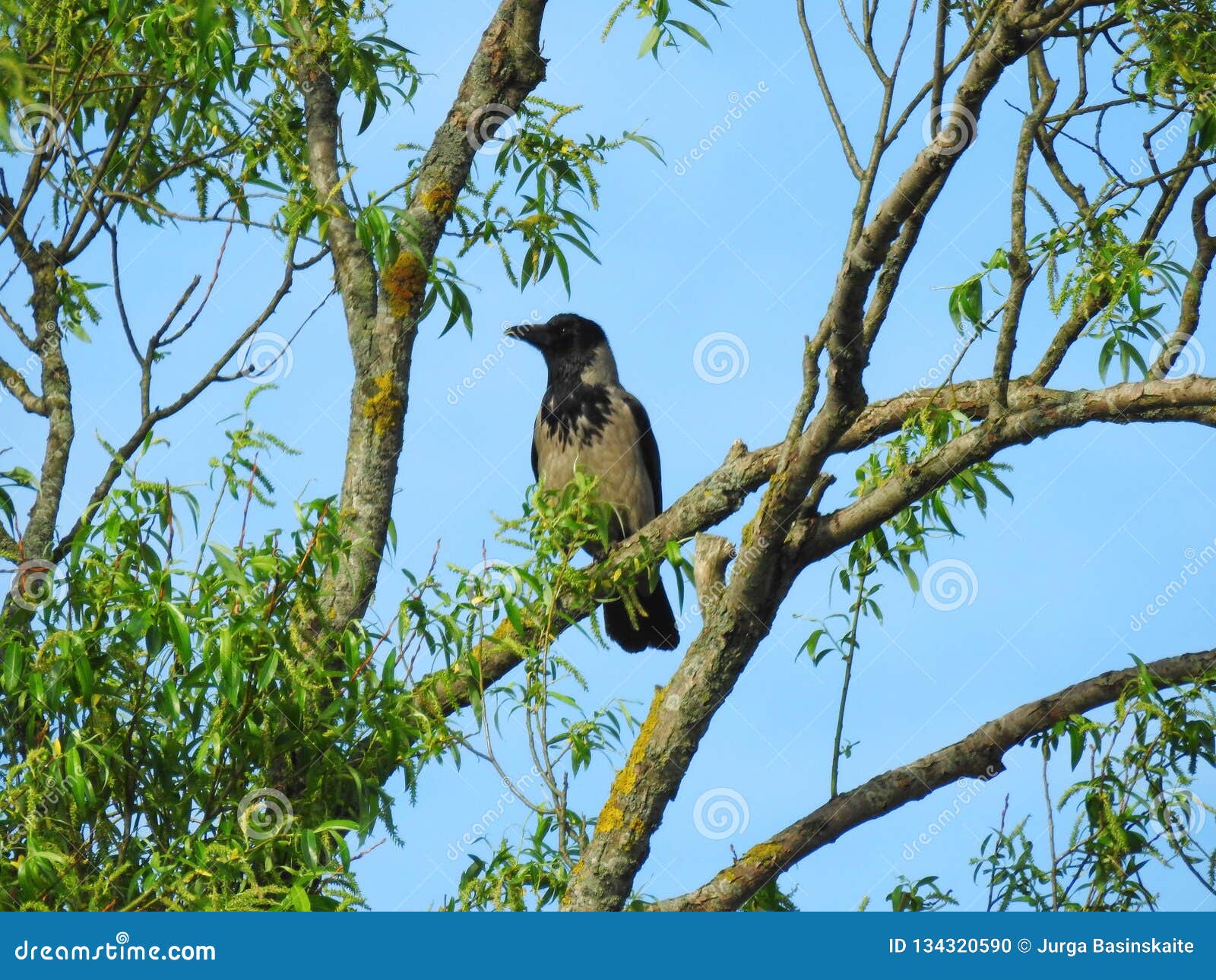 Crow Bird on Tree Branch, Lithuania Stock Photo - Image of crow ...