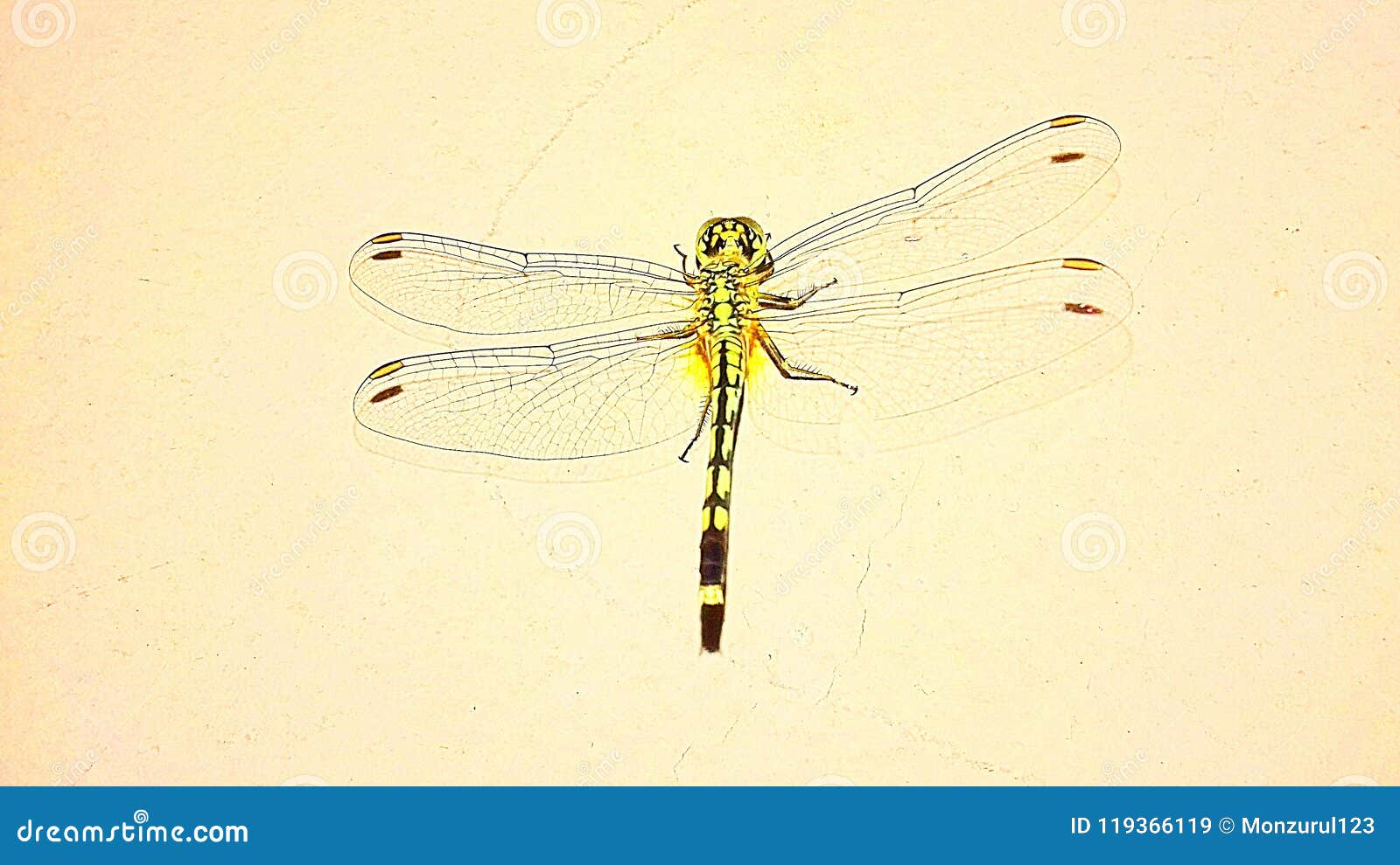Dragon fly stock image. Image of dragon, beautiful, closeup - 119366119