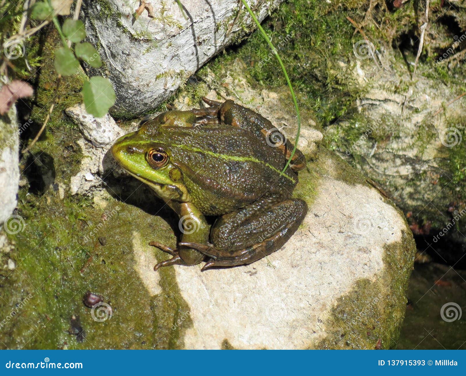 Beautiful Frog Common Frog - Rana Arvalis Sitting In A Leaf. The Frog ...