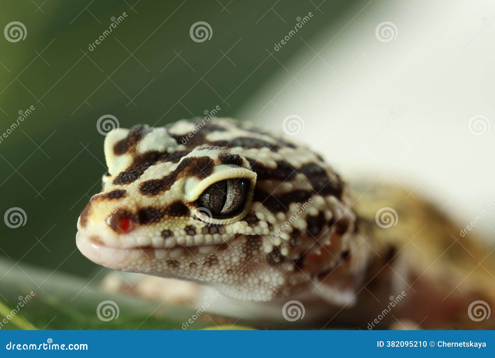 Gecko Top View Shape Vector Icon On White Background. Flat Vector Gecko ...