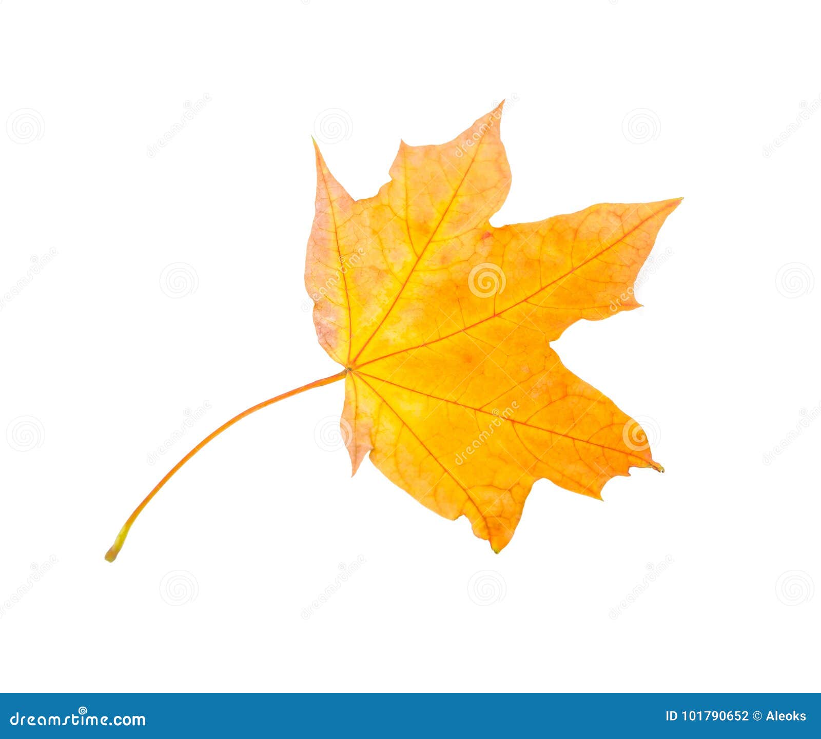 One beautiful maple leaf stock photo. Image of isolated - 101790652