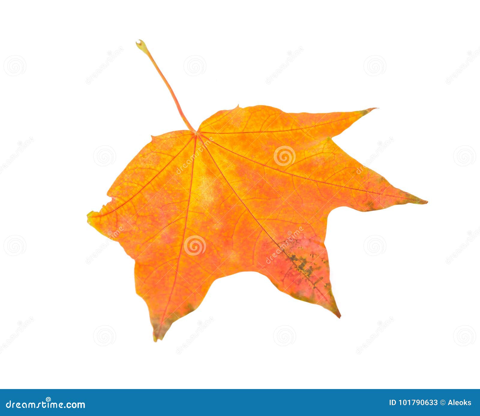 One beautiful maple leaf stock image. Image of multi - 101790633