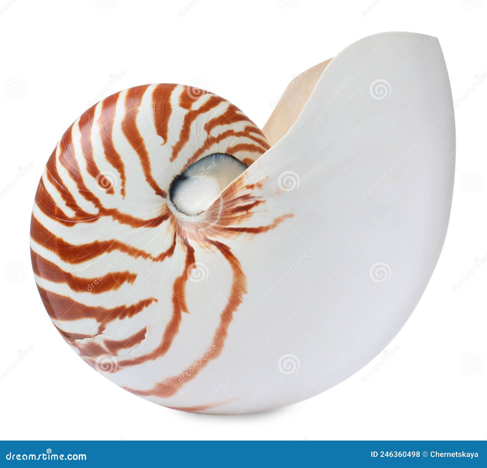 One Beautiful Nautilus Shell Isolated on White Stock Photo - Image of ...