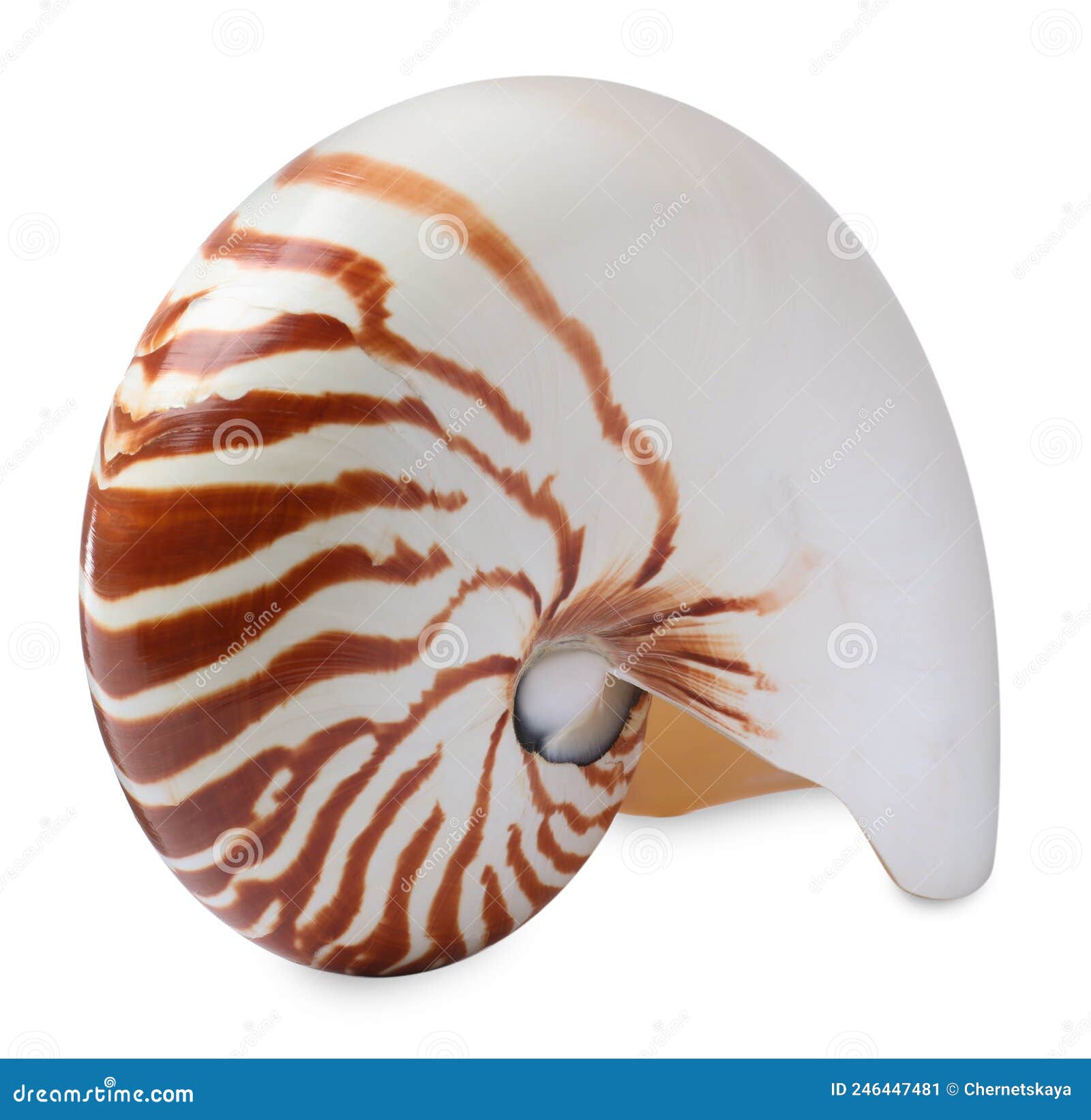 One Beautiful Nautilus Shell Isolated on White Stock Image - Image of ...