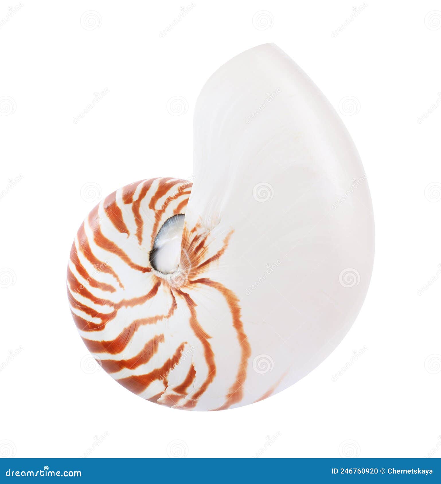 One Beautiful Nautilus Shell Isolated on White Stock Photo - Image of ...