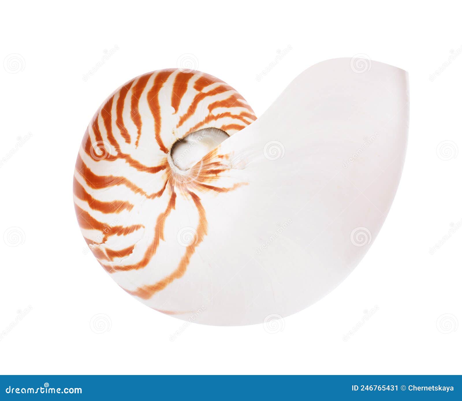One Beautiful Nautilus Shell Isolated on White Stock Image - Image of ...