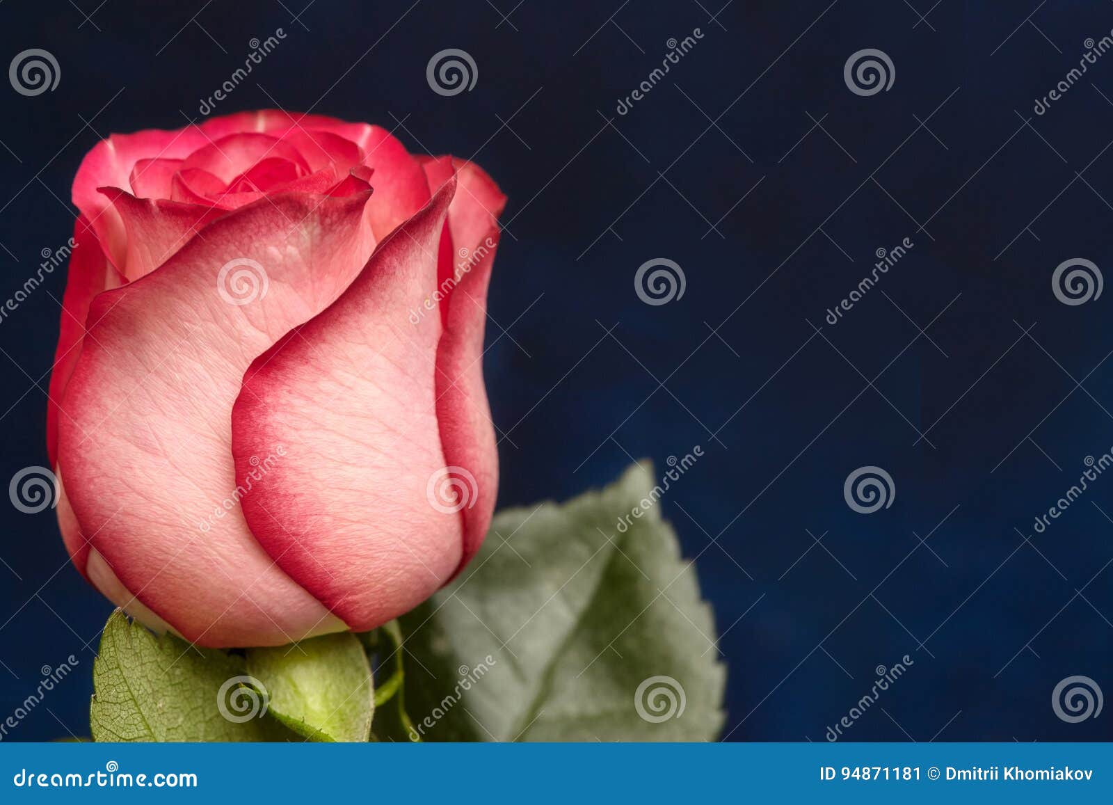 One Beautiful Pink Rose on Blue Background Stock Image - Image of pink ...