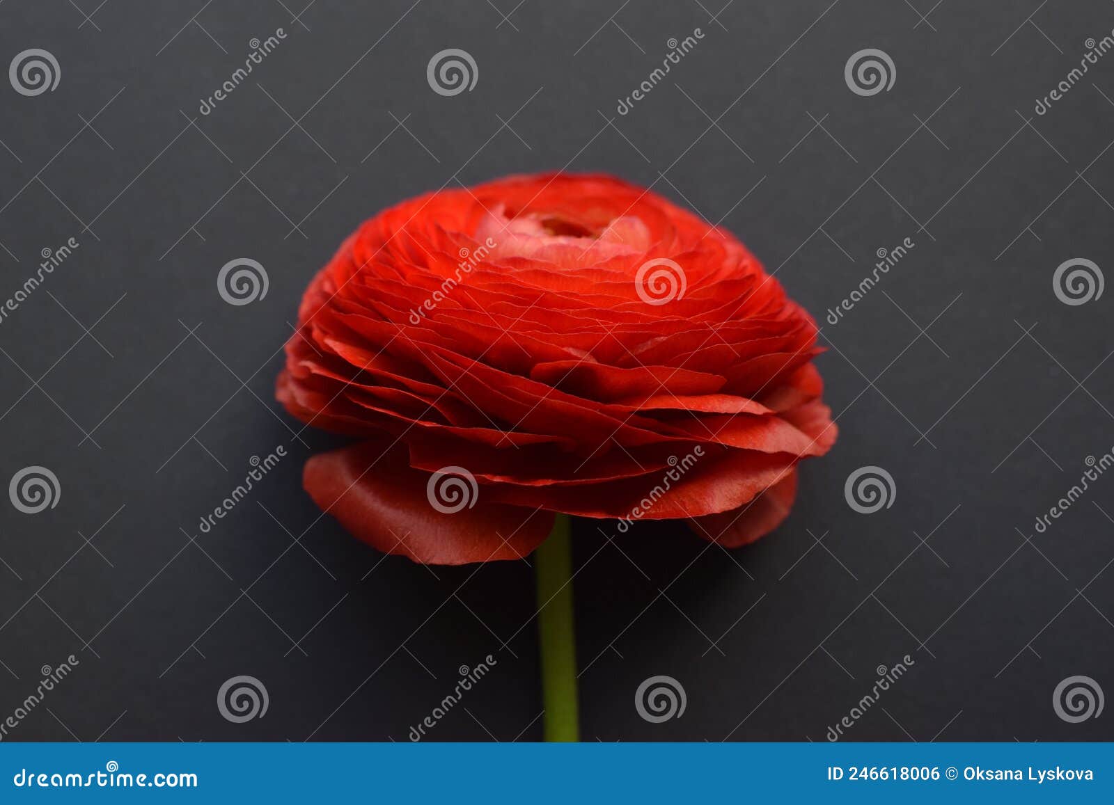 One Beautiful Ranunculus Flower of Red Color on a Dark Background Stock ...