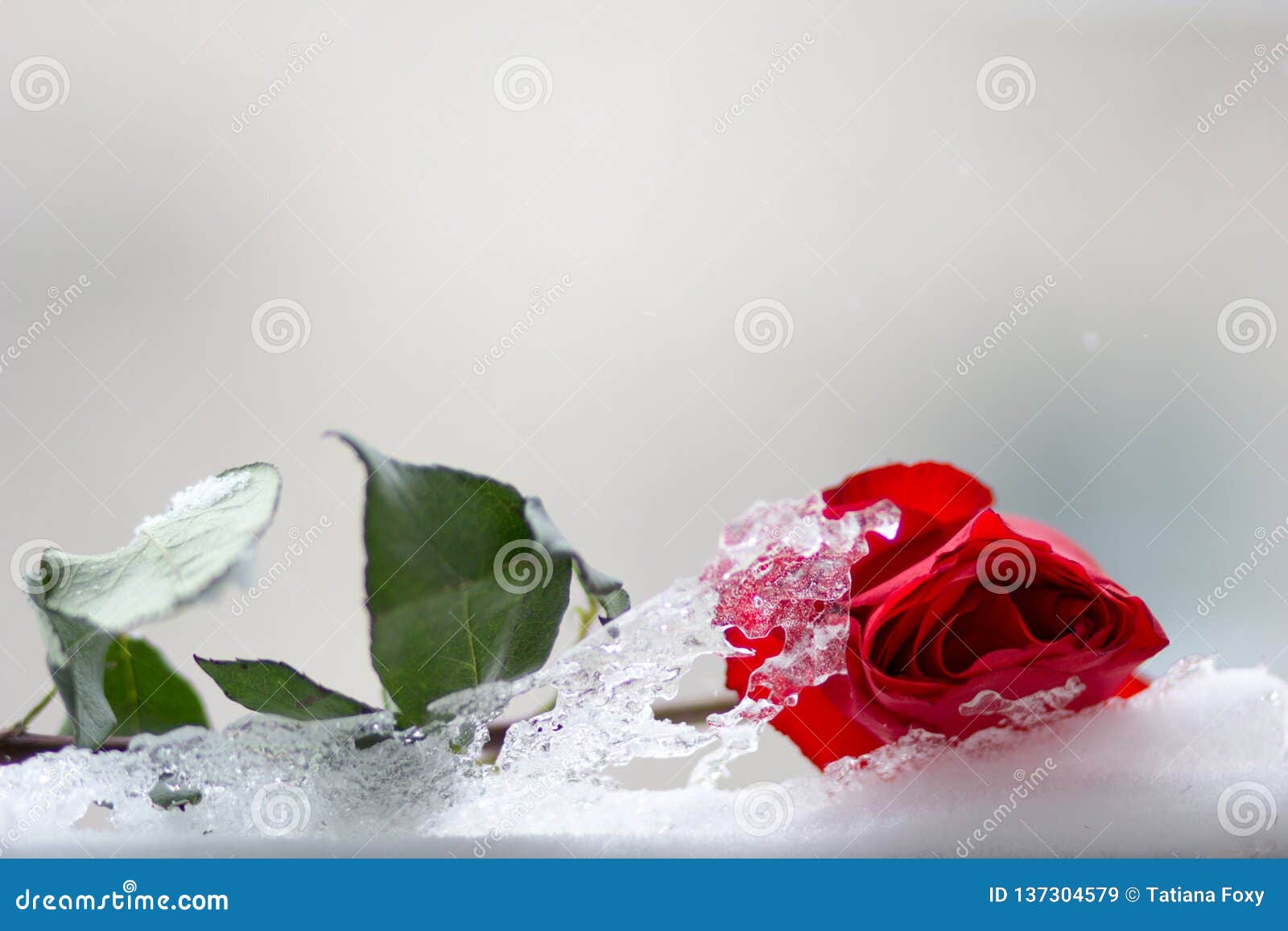 One Beautiful Red Fresh Rose on Ice Stock Image - Image of love ...