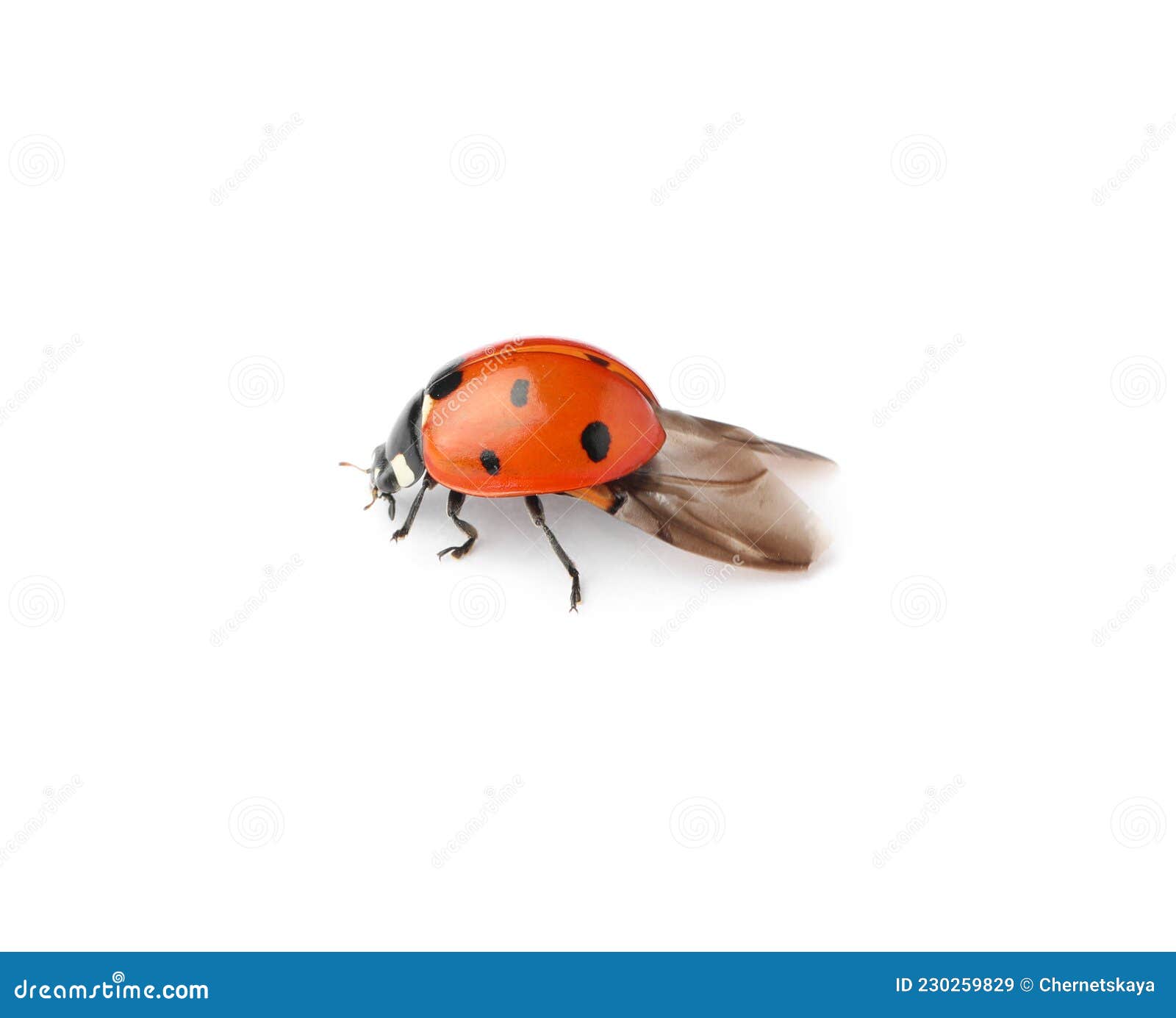 One Beautiful Red Ladybug Isolated on White Stock Image - Image of ...