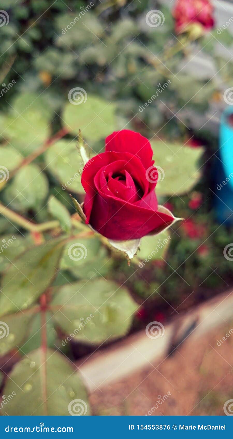 One beautiful red rose stock photo. Image of rose, house - 154553876