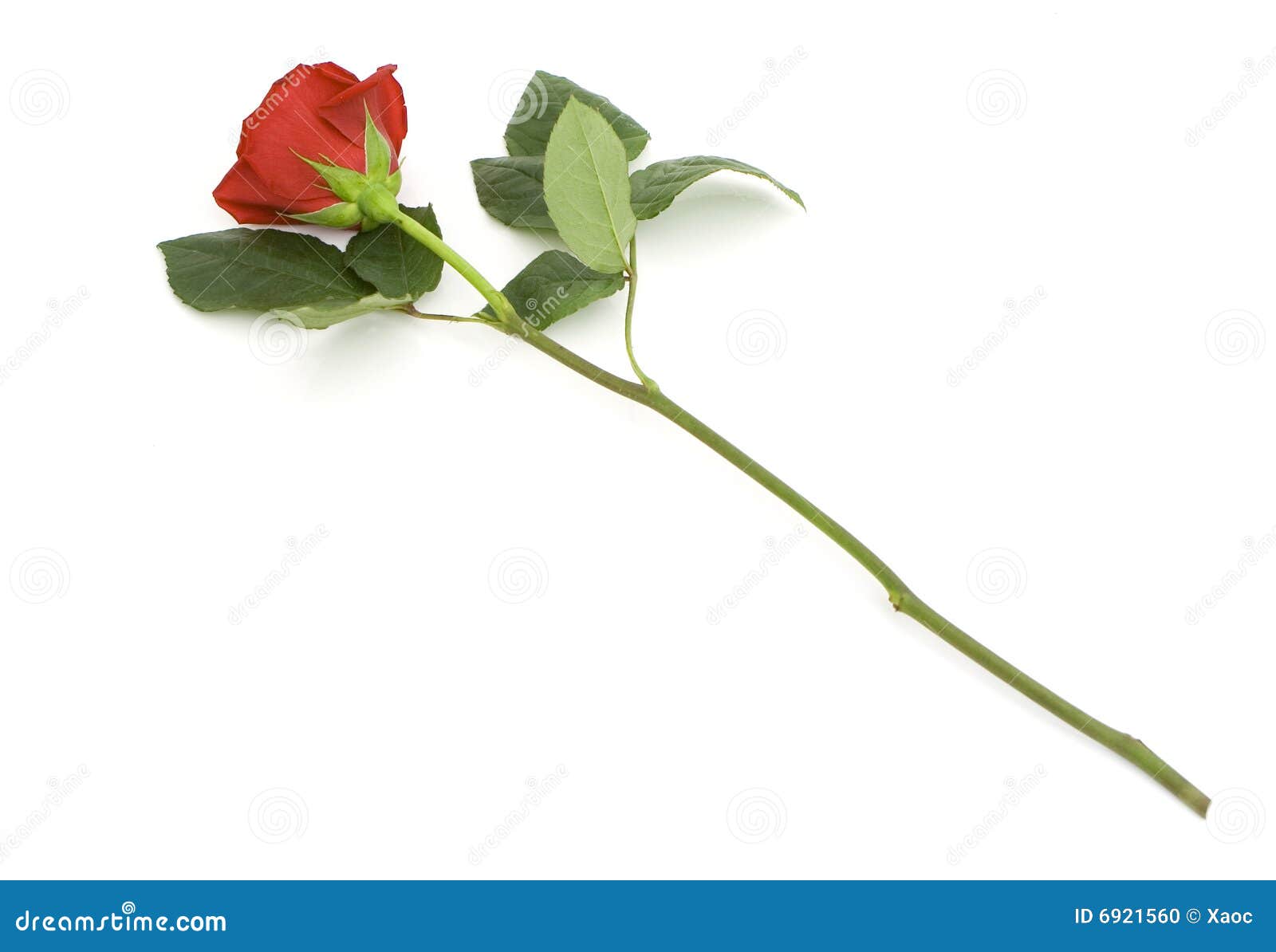 A Beautiful Rose Flower Images Wallpaper Royalty-Free Stock Photography ...