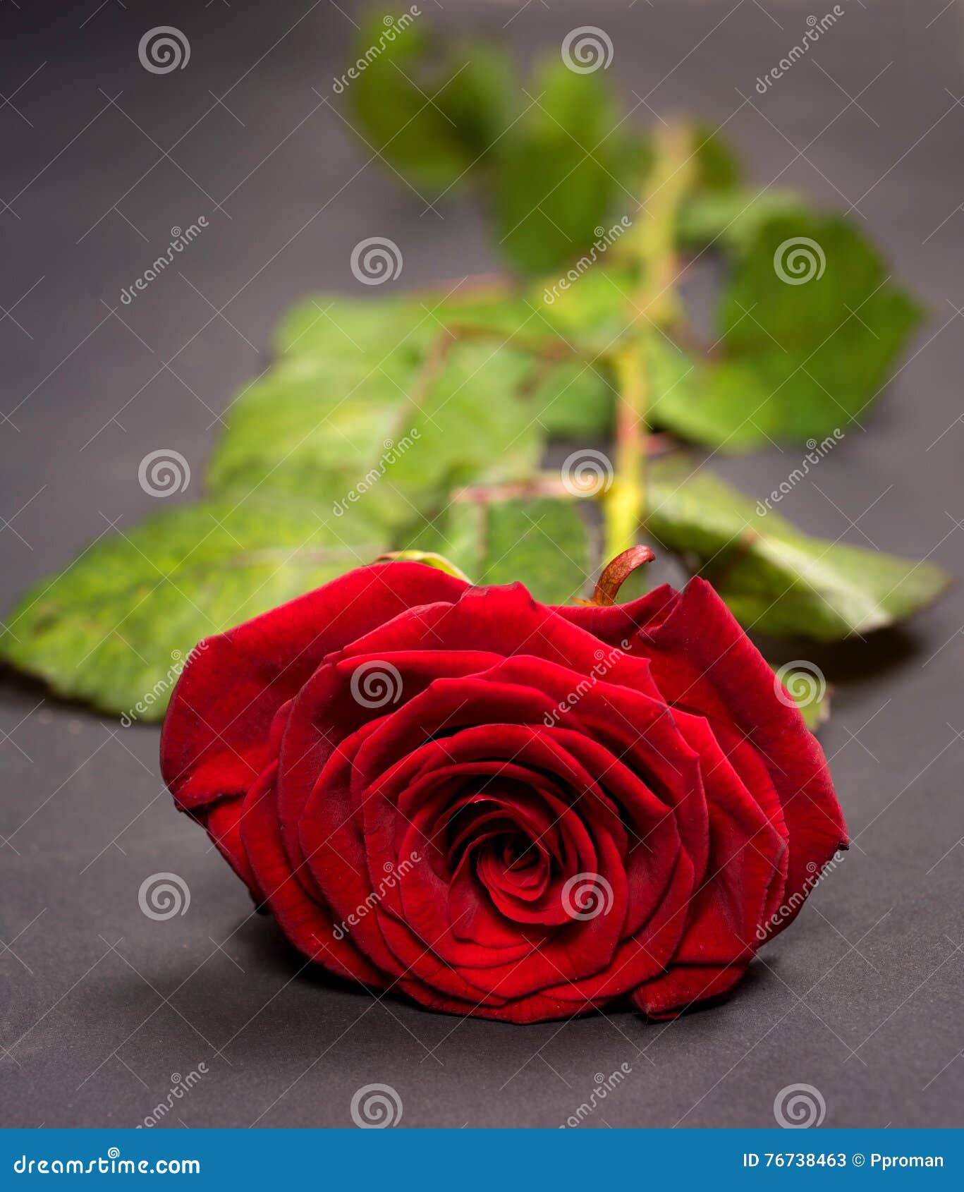 One beautiful rose stock image. Image of bloom, flower - 76738463