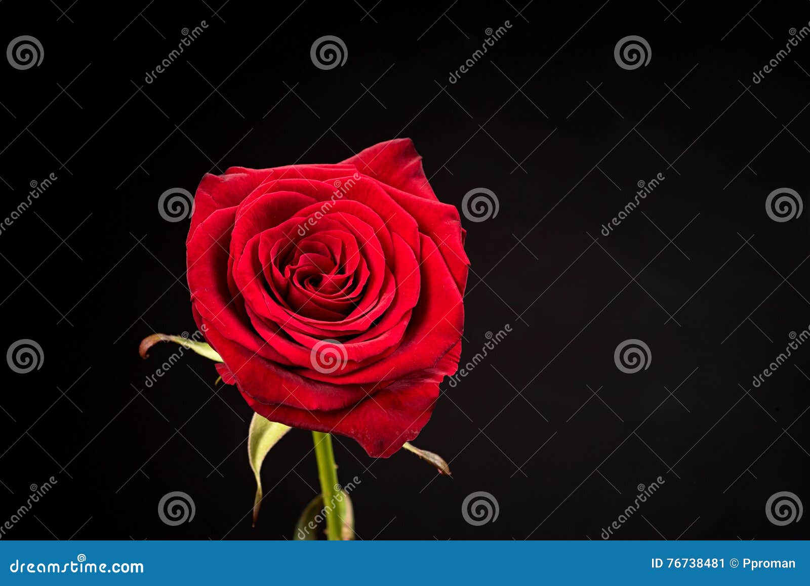 One beautiful rose stock image. Image of fabric, color - 76738481
