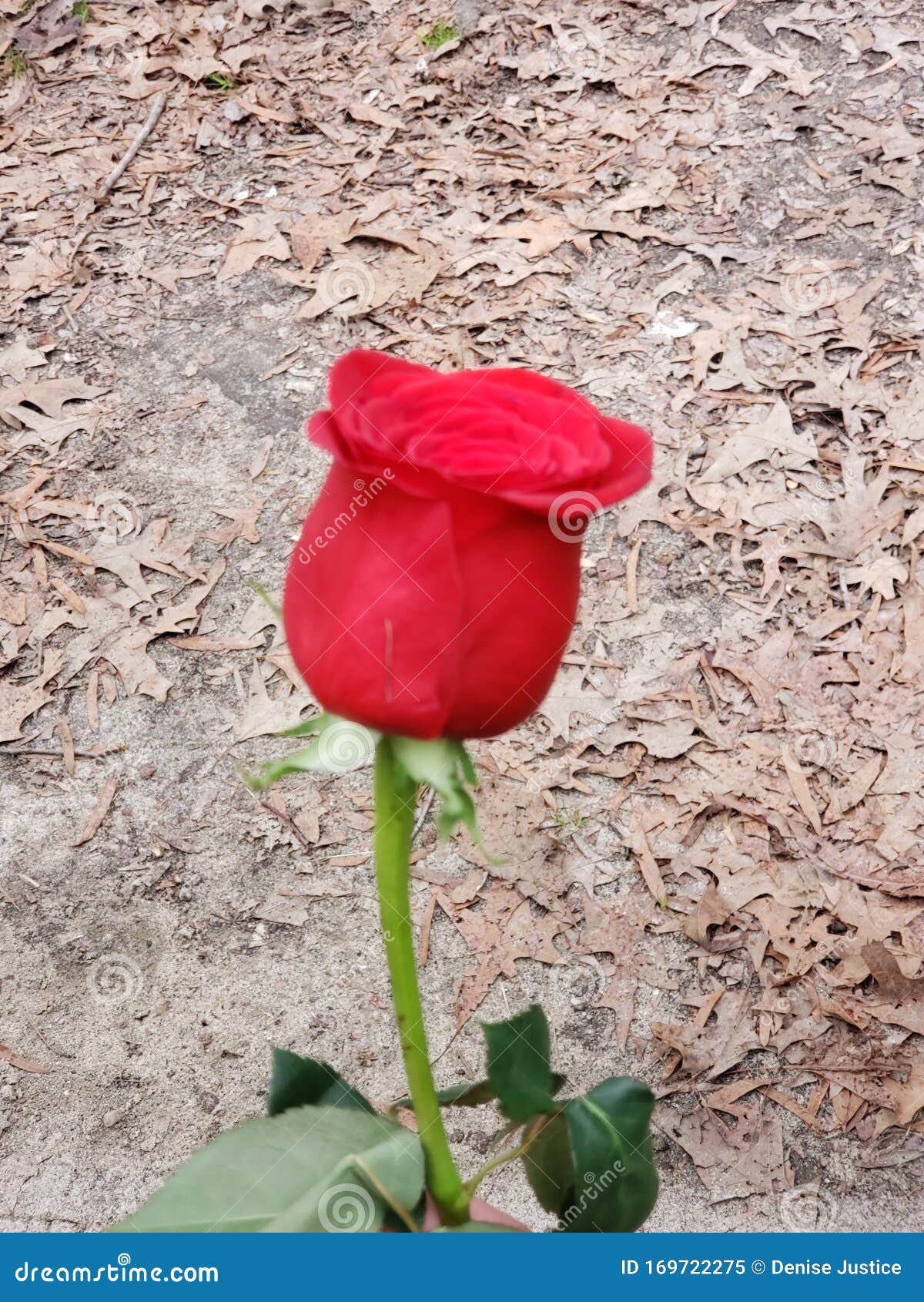 One Beautiful Rose for Sweet Lady Stock Image - Image of rose ...