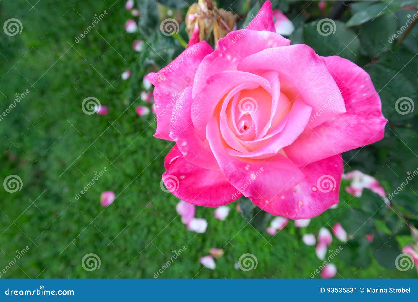 One Beautiful Single Pink Rose in the Light Stock Image - Image of ...