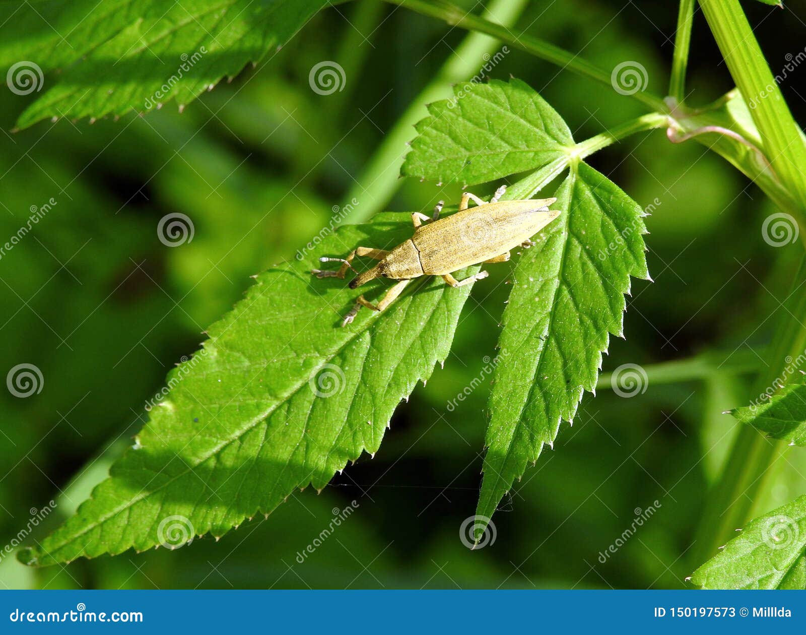 Small Brown Bug on Green Leaf, Lithuania Stock Image - Image of green ...